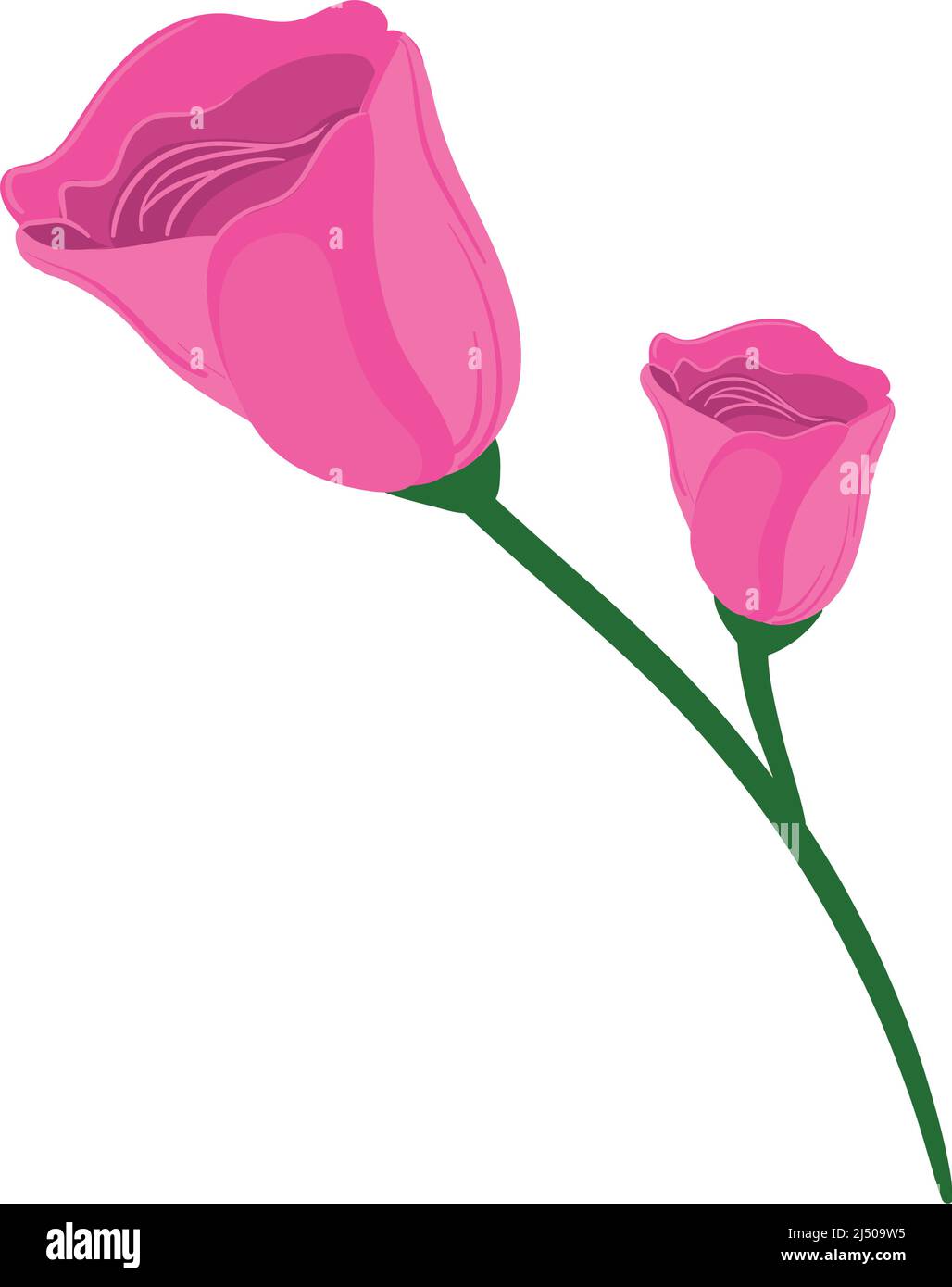 two roses design Stock Vector Image & Art - Alamy