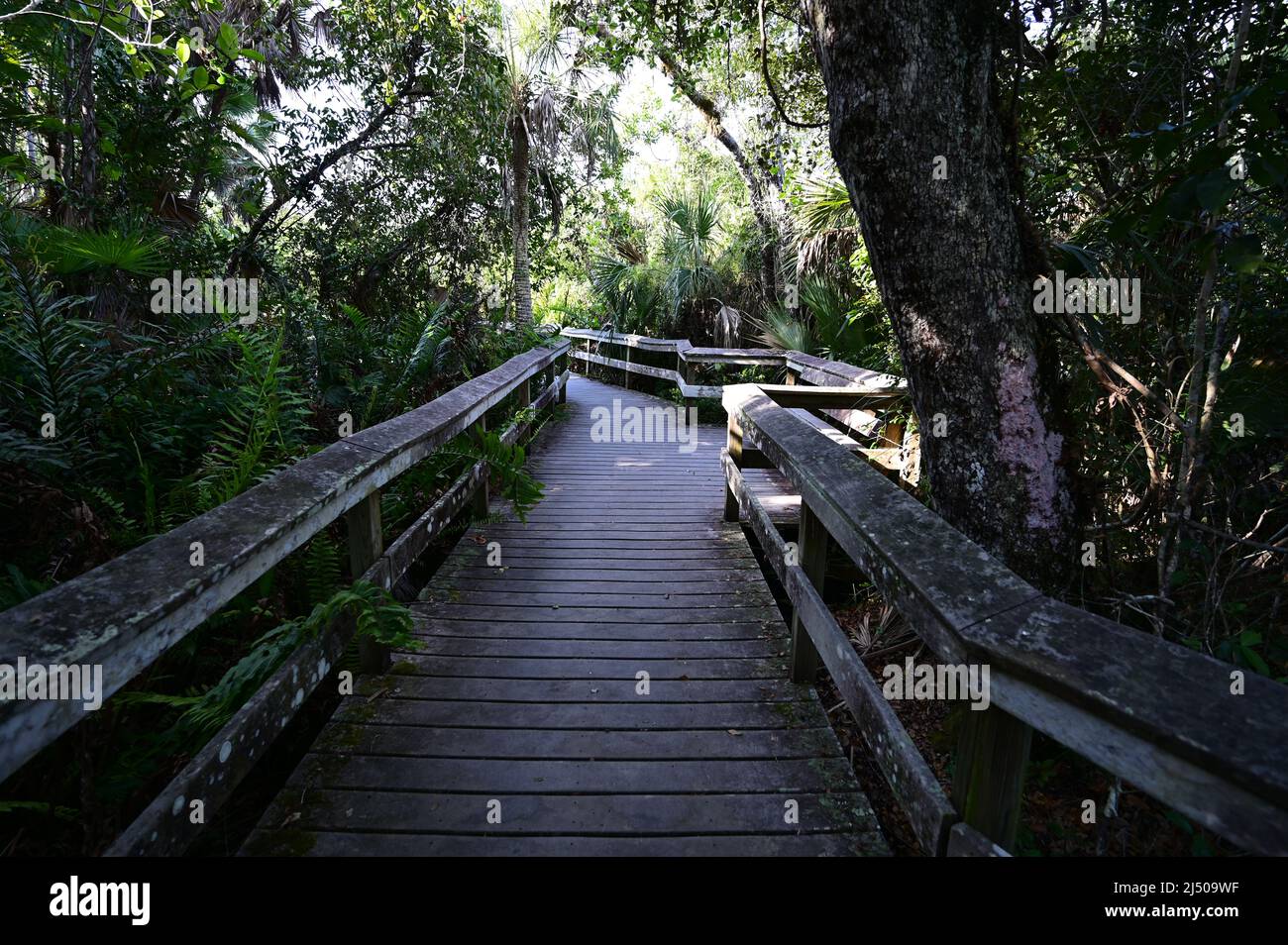 Hardwood hammock everglades hi-res stock photography and images - Alamy