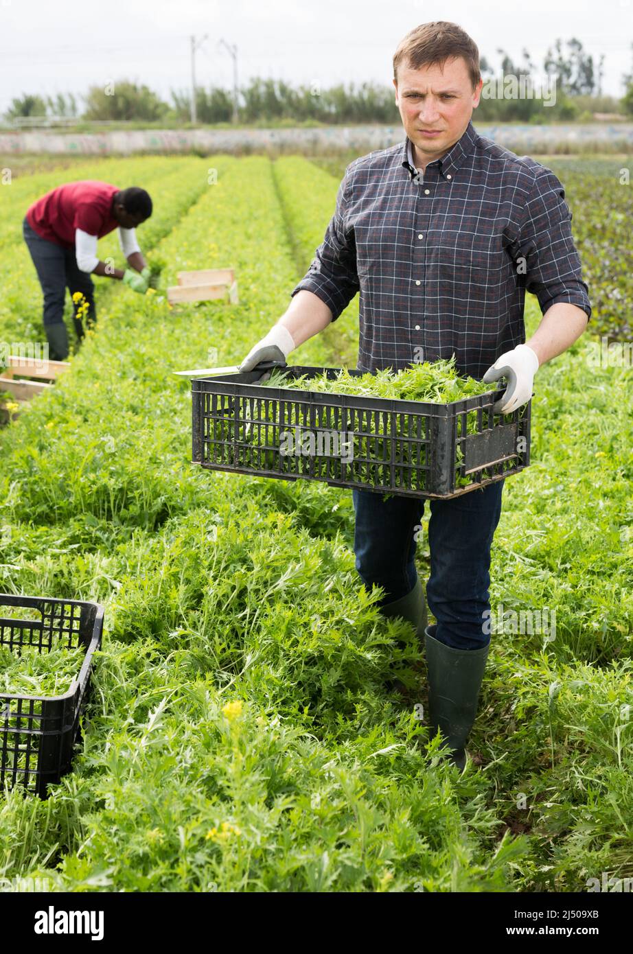 Farmer carrying crate with green mizuna Stock Photo - Alamy