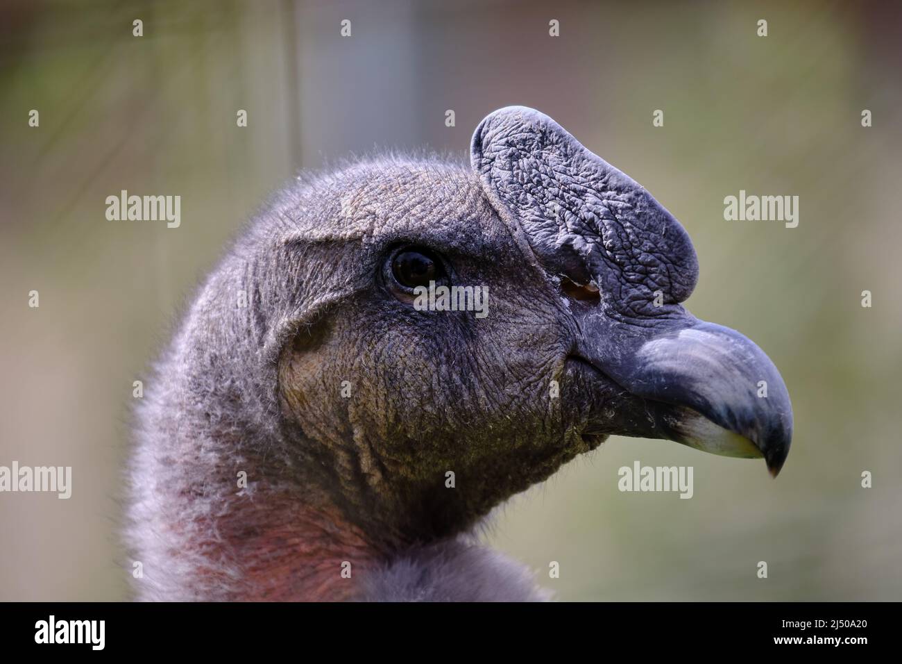 Andean Condor (Vultur gryphus), impressive detailed portrait of the ...