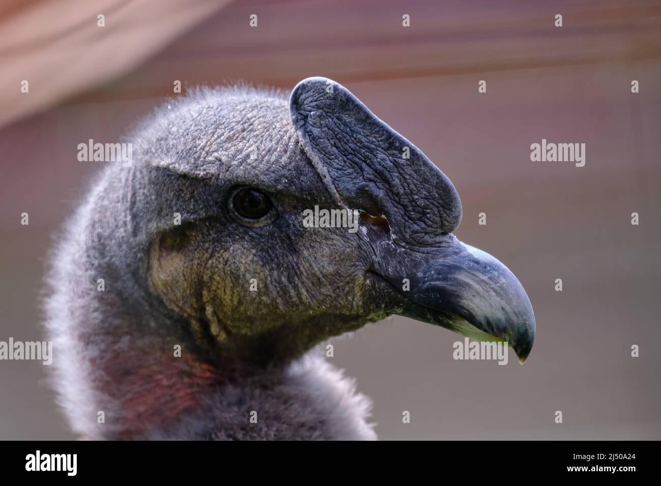 Andean Condor (Vultur gryphus), impressive detailed portrait of the ...
