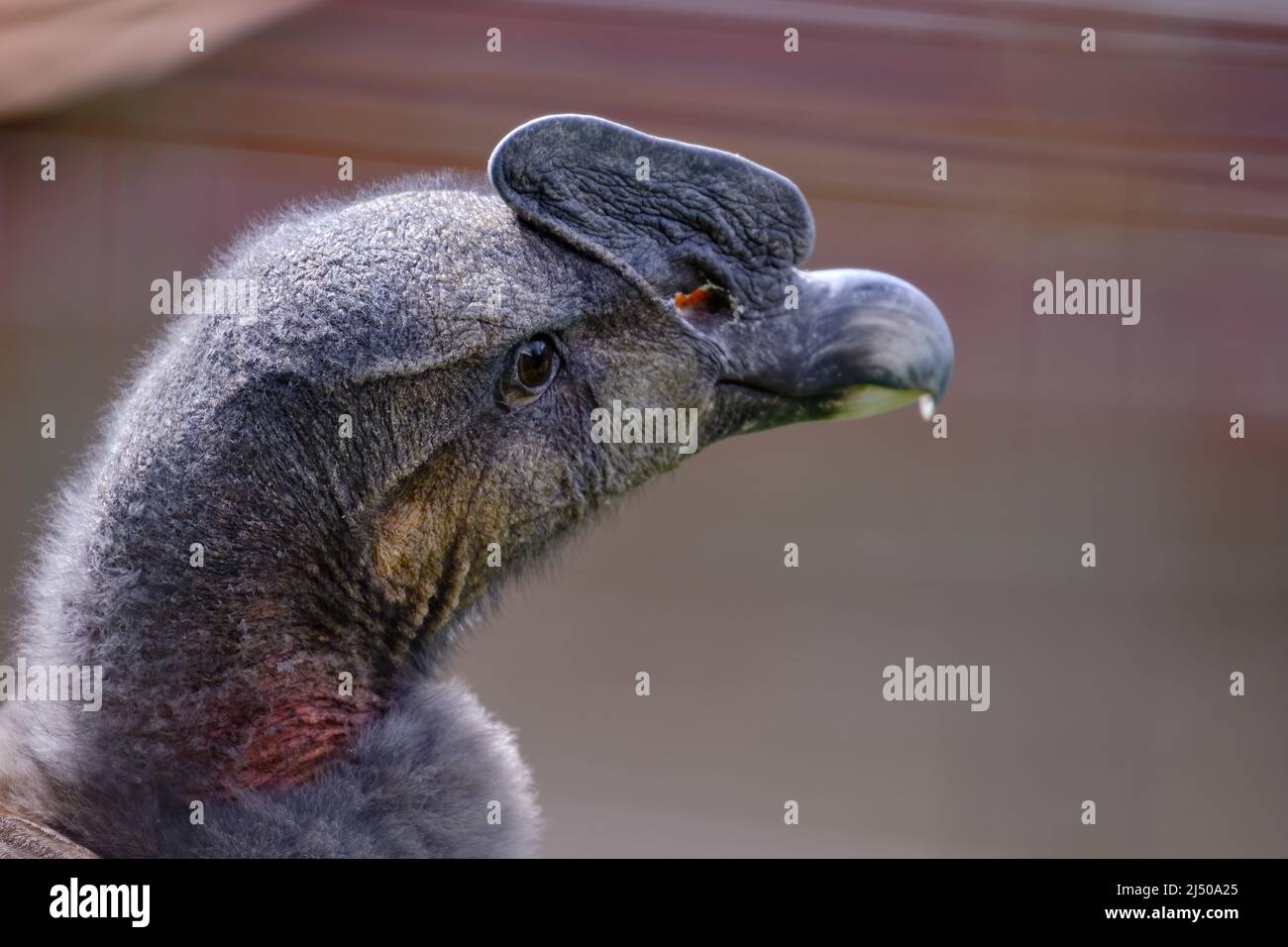 Impressive head crest hi-res stock photography and images - Alamy