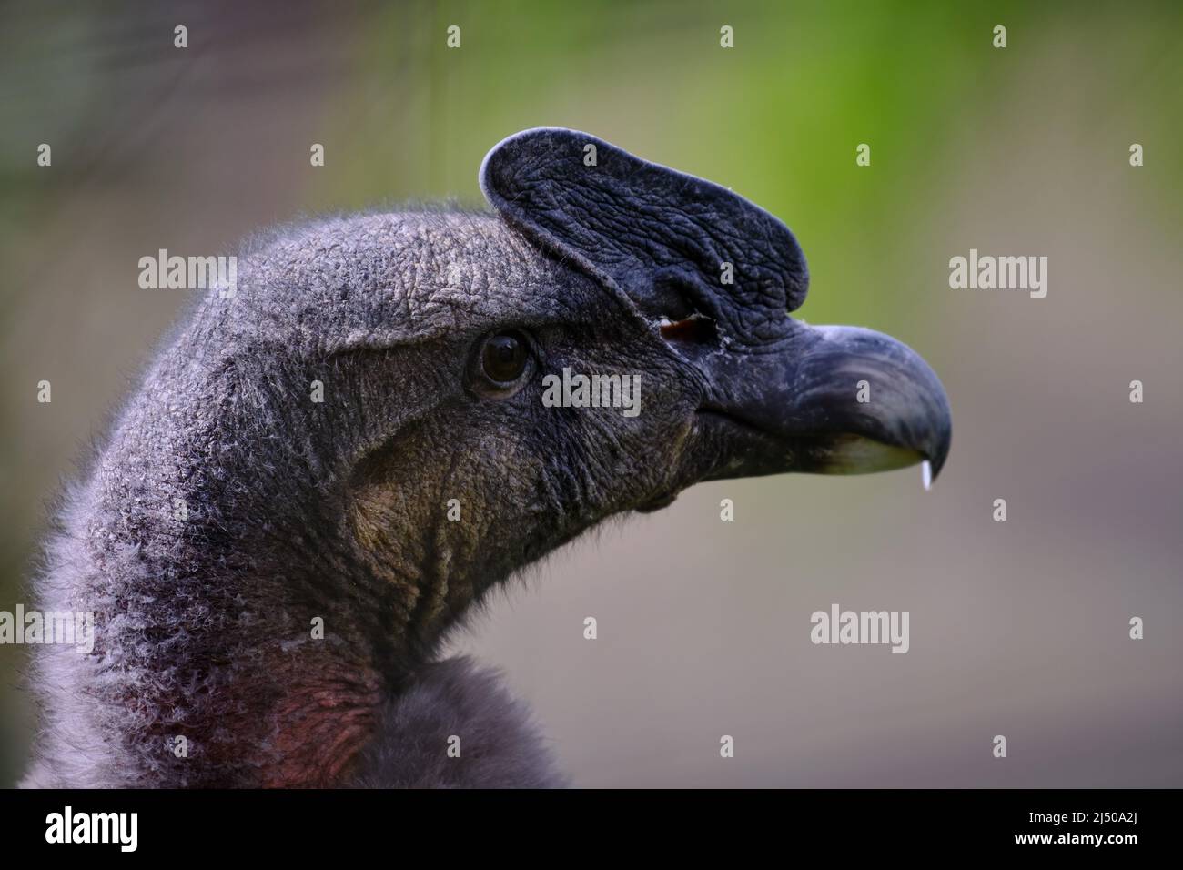 Andean Condor (Vultur gryphus), impressive detailed portrait of the ...