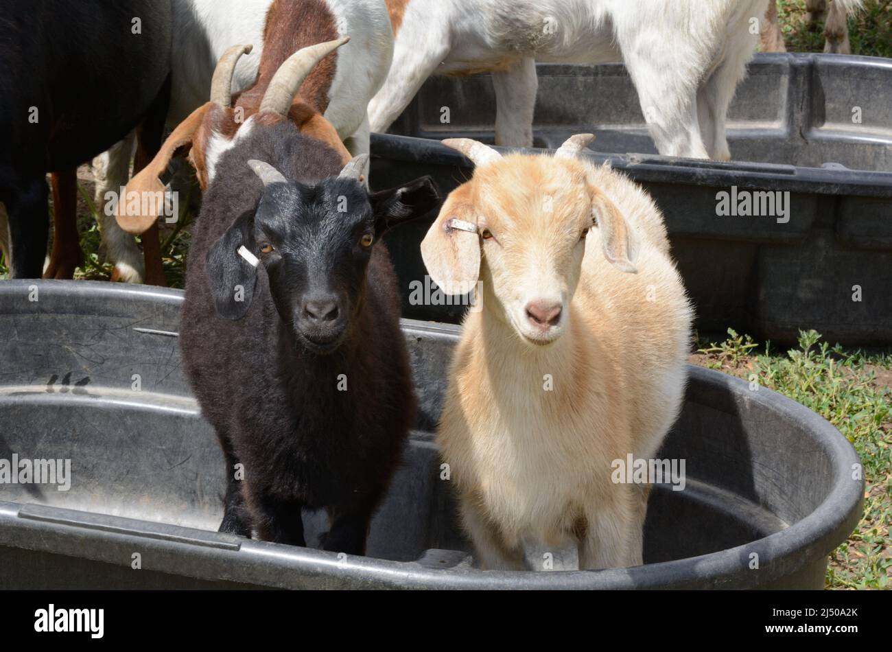 Two goat kids with horns standing in dry water trough rubber tub Stock ...