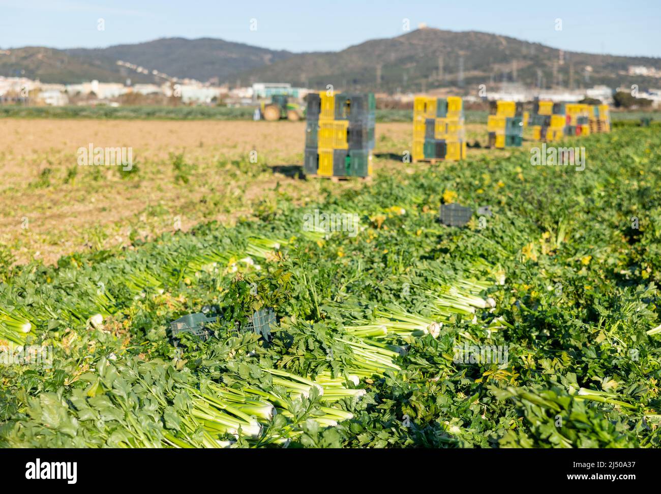 Cut ripe celery laid on field in even rows Stock Photo - Alamy