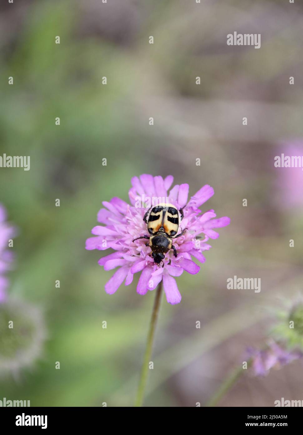Bee beetle, Trichius fasciatus, on purple flower of Knautia. Close up ...