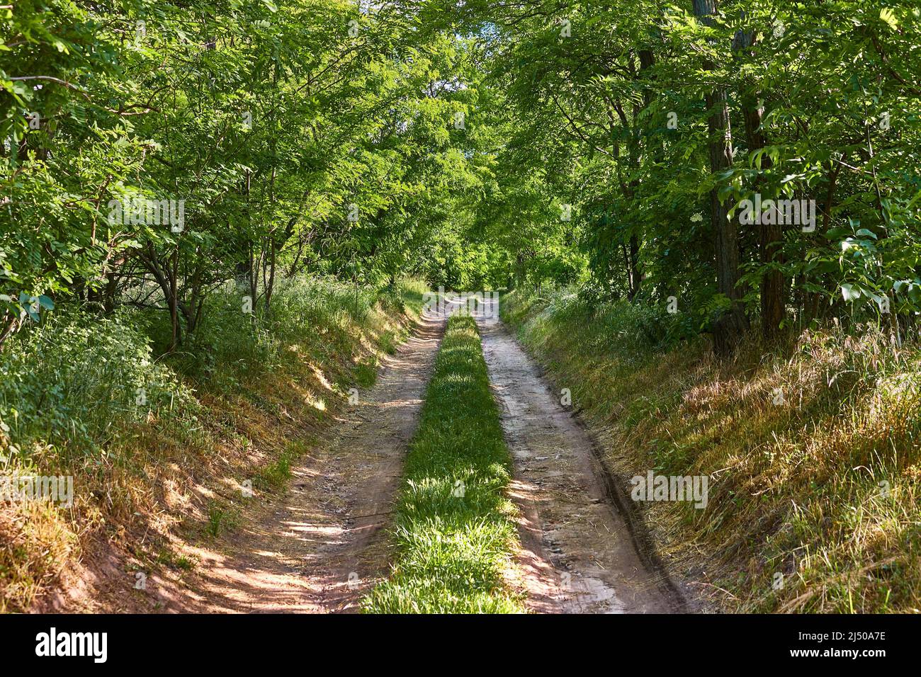 Forest walking route Stock Photo - Alamy