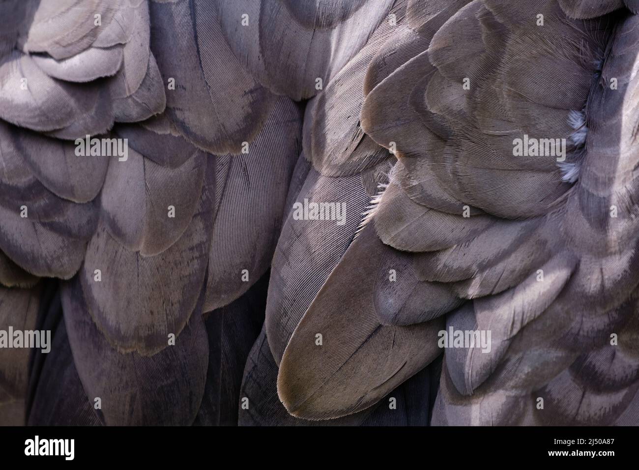 Texture of the plumage of the Andean Condor (Vultur gryphus) showing ...