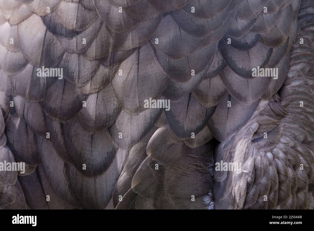 Texture of the plumage of the Andean Condor (Vultur gryphus) showing ...