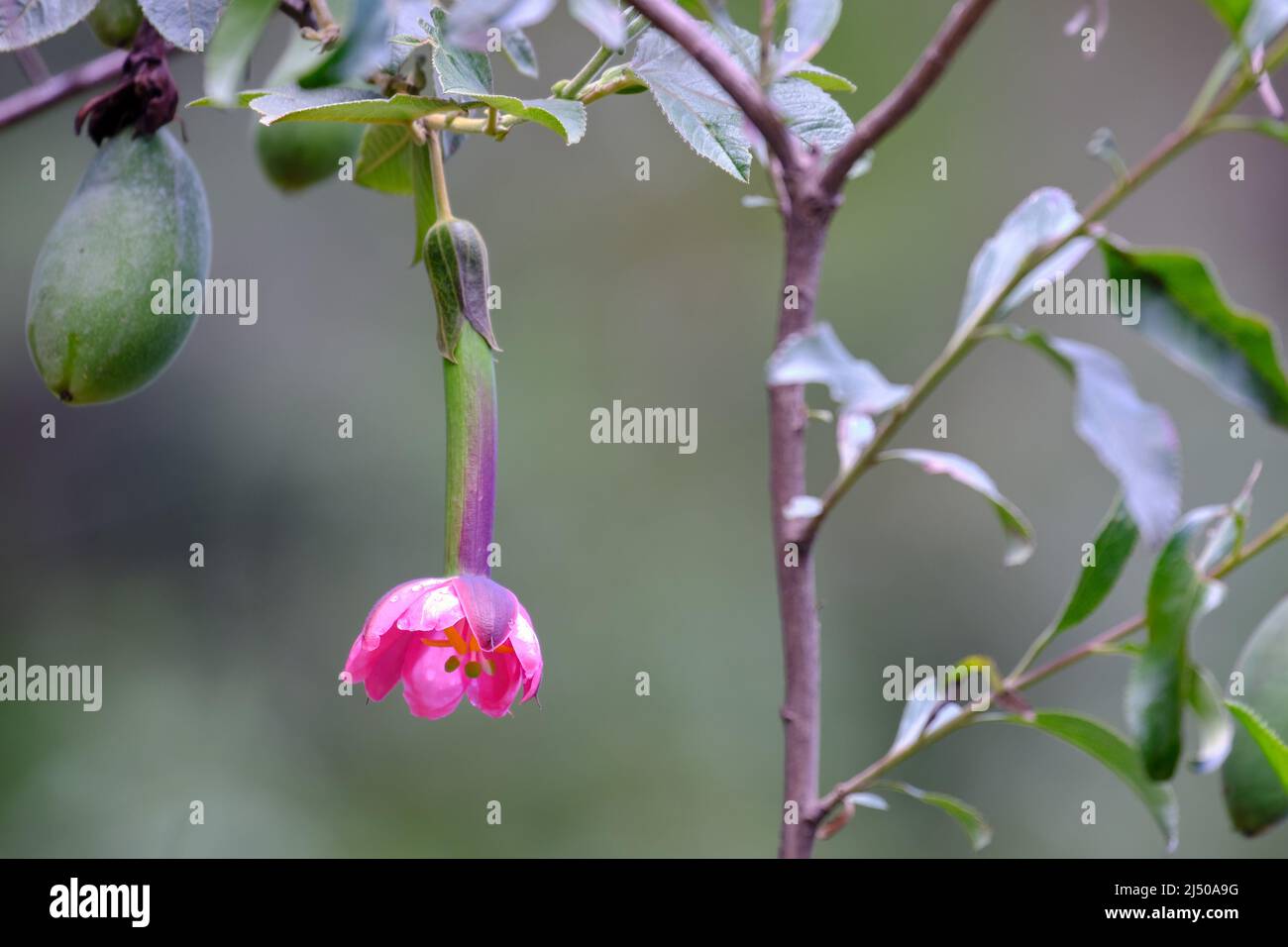 Beautiful tumbo flower (Passiflora tripartita), a delicious native ...