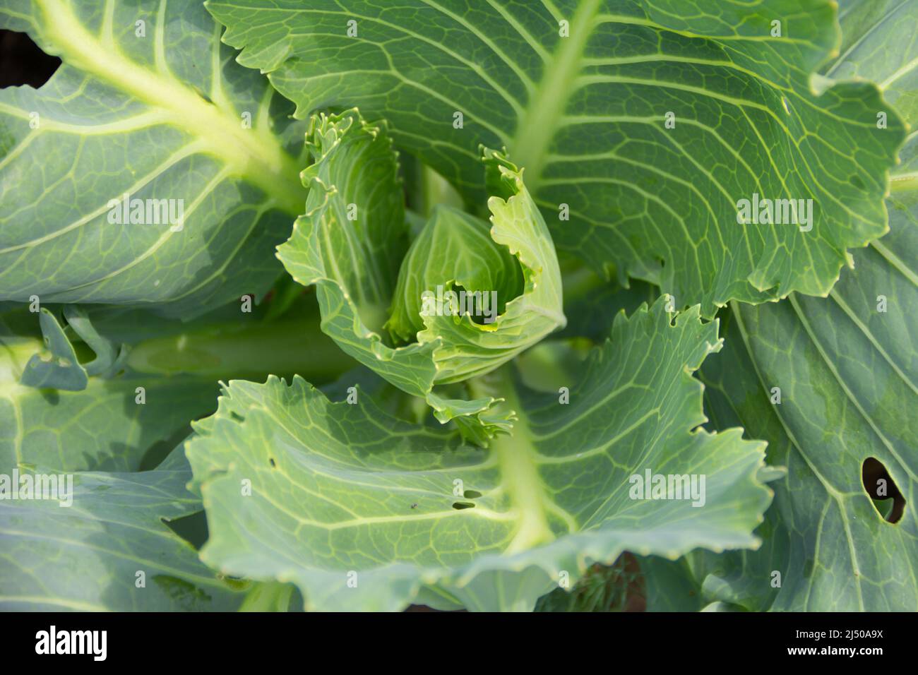 Forming cabbage head hi-res stock photography and images - Alamy