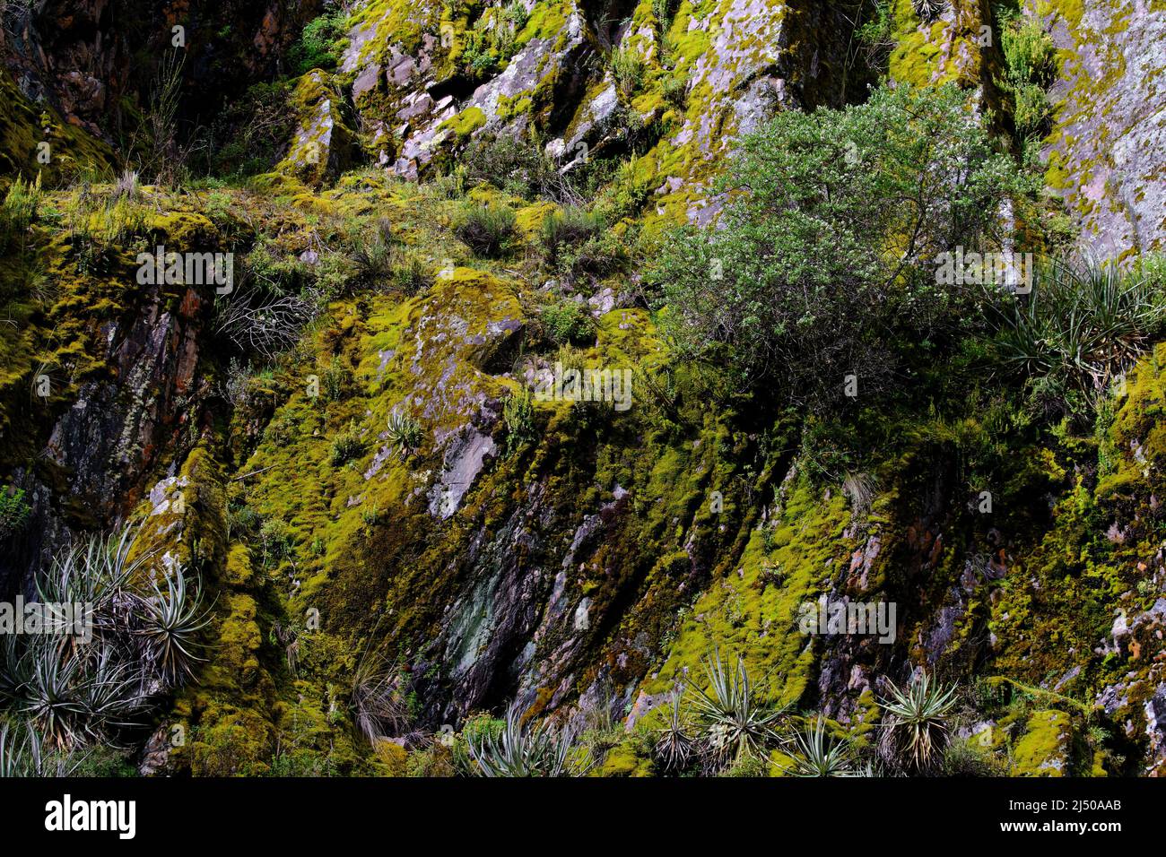 Indigenous native plants vegetation hi-res stock photography and images ...