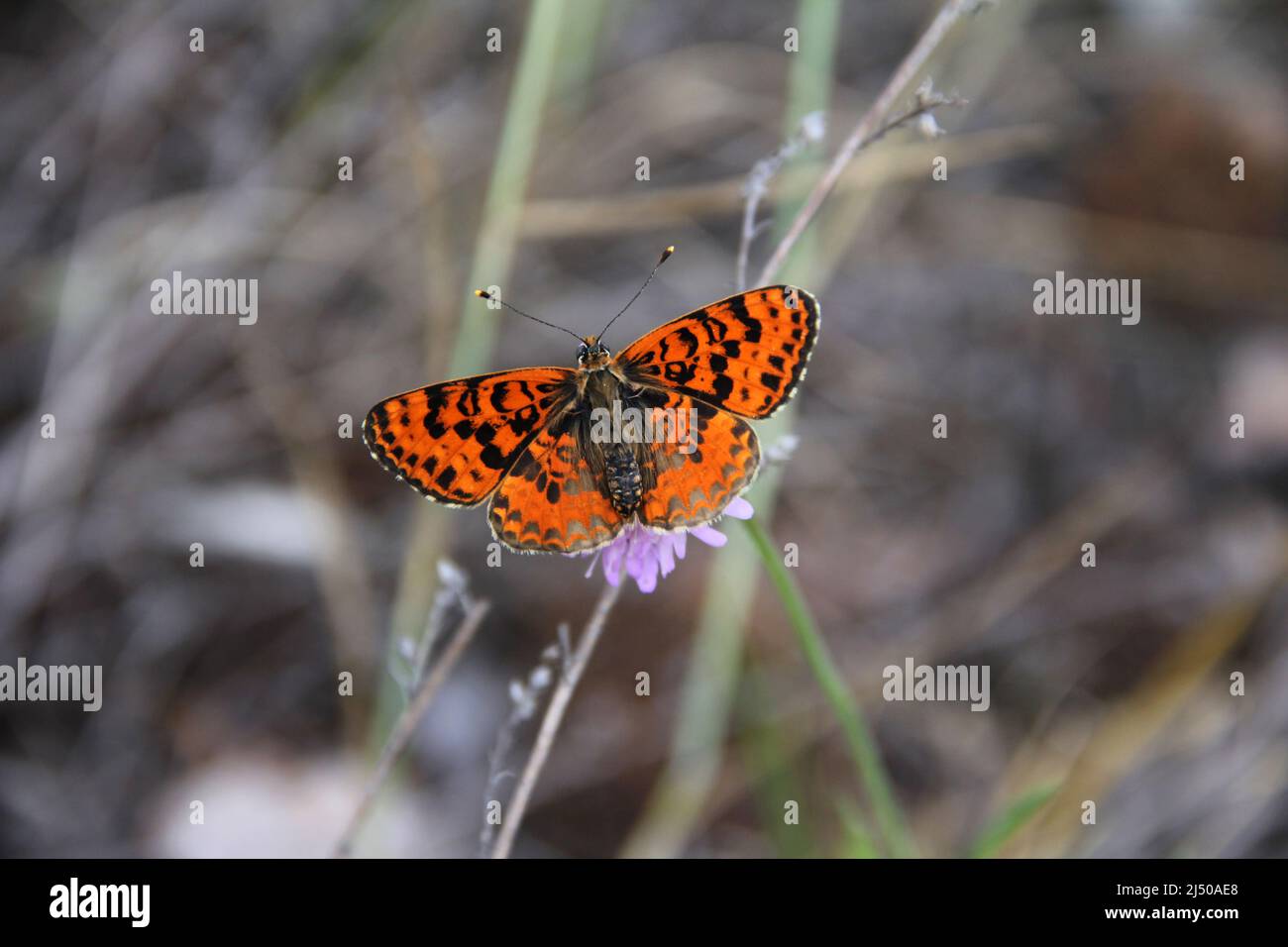 Beautiful red orange butterfly Melitaea sp., on the stem of grass, on ...