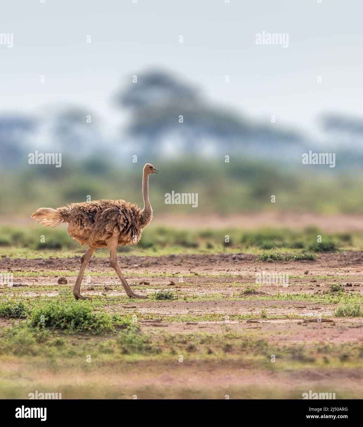 Ostrich strutting along in the savannas of Africa Stock Photo - Alamy