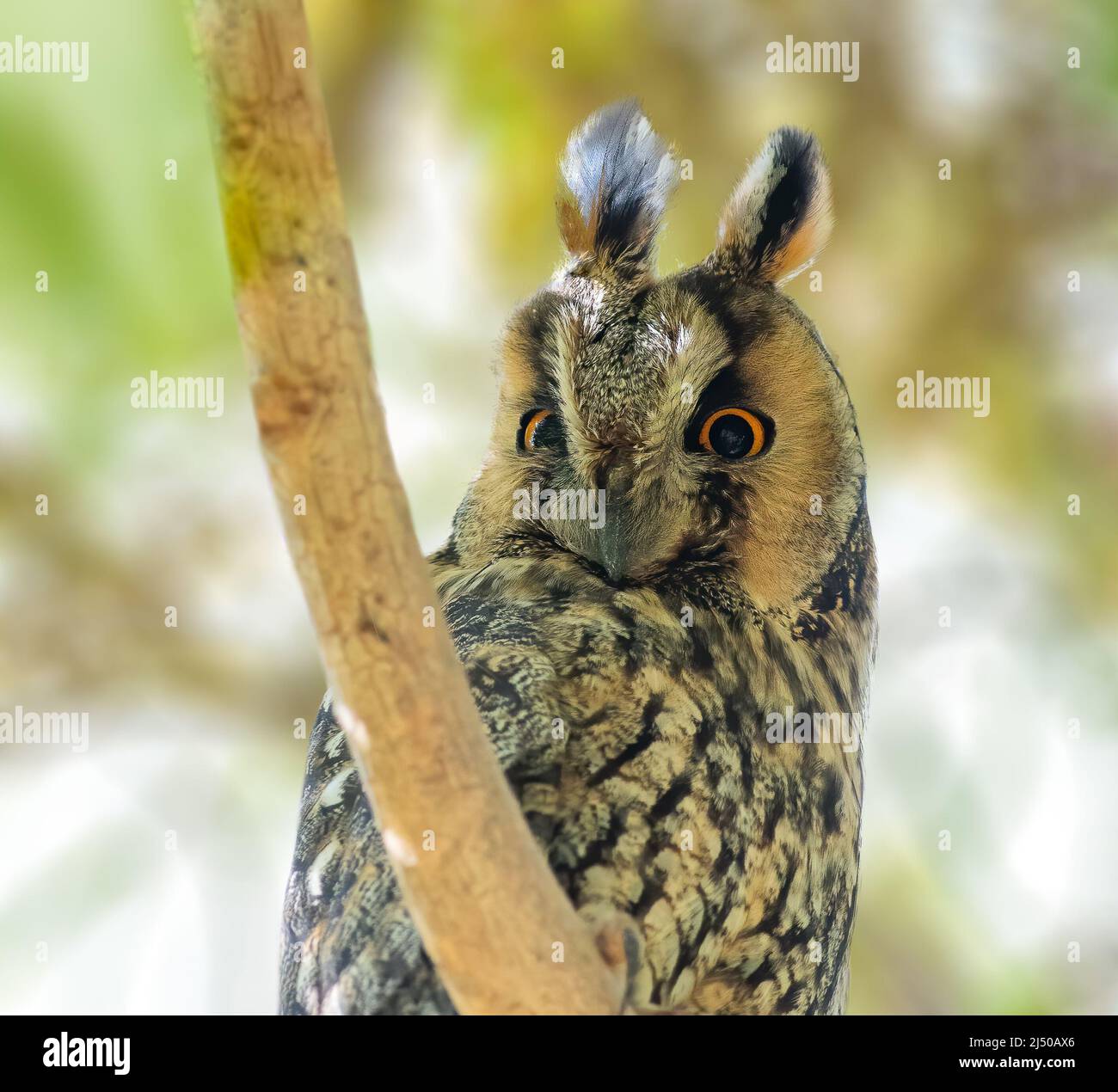 Long eared owl on perch hi-res stock photography and images - Alamy