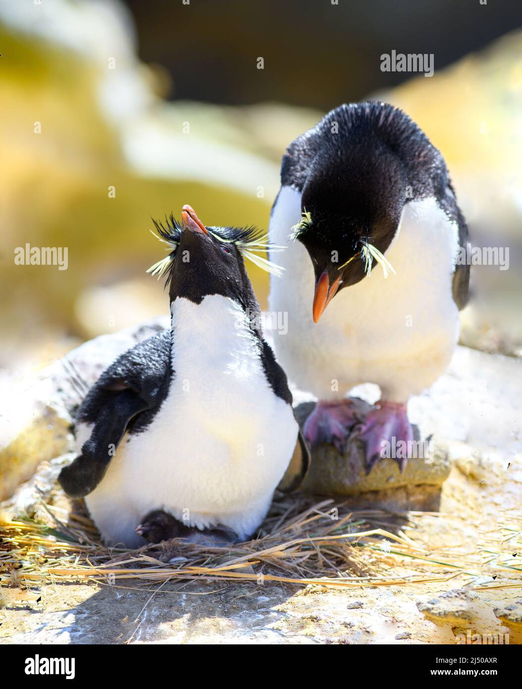 Southern rockhopper penguin swim hi-res stock photography and images ...