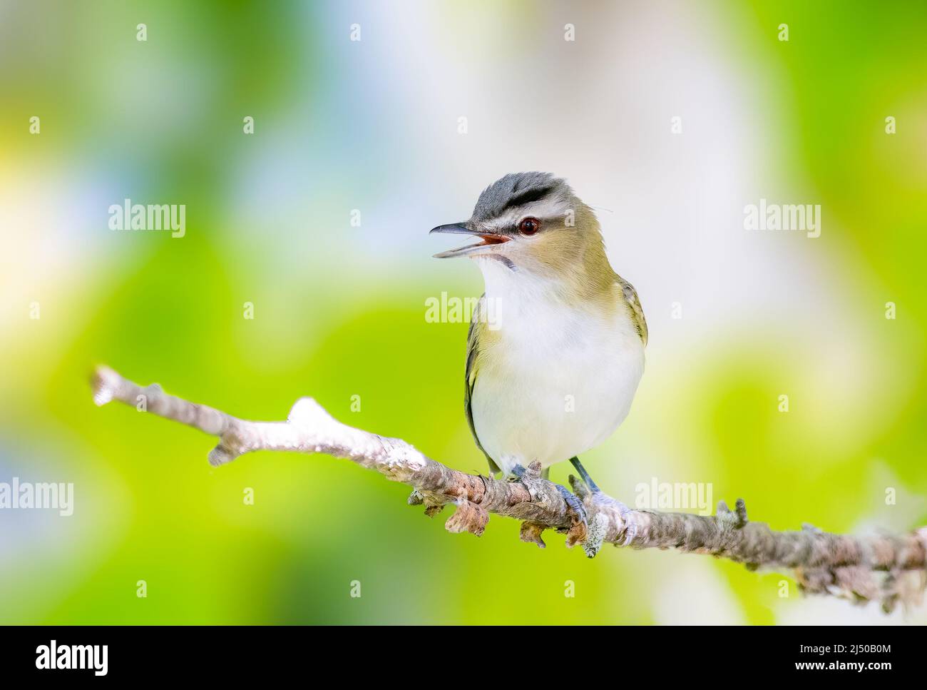 Dead stick hi-res stock photography and images - Alamy