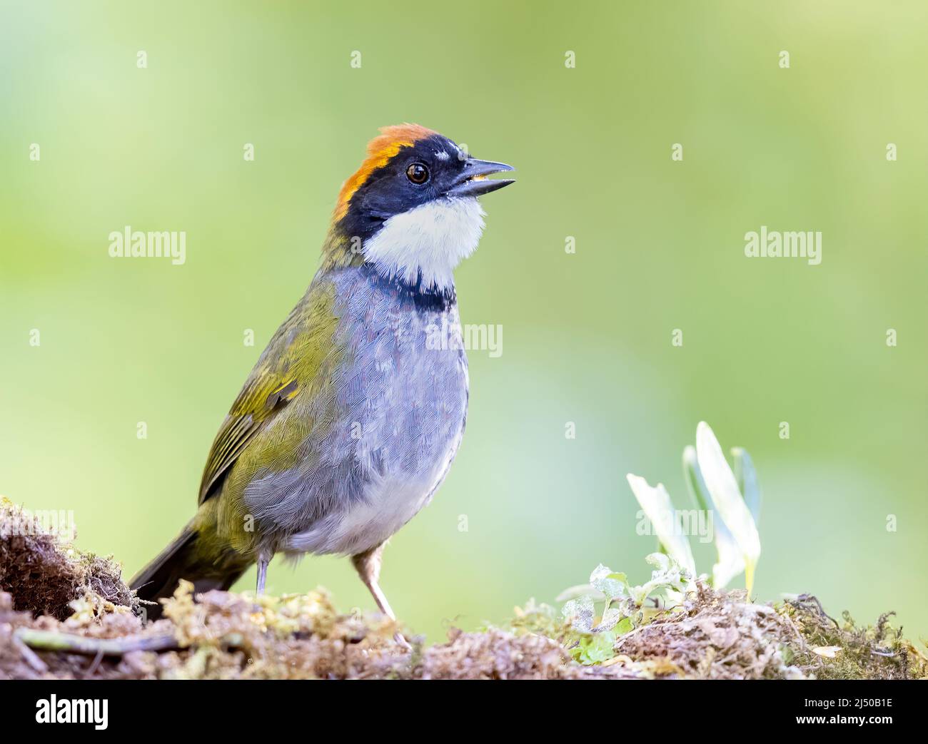 Chestnut Capped Brush Finch perched on a log Stock Photo - Alamy