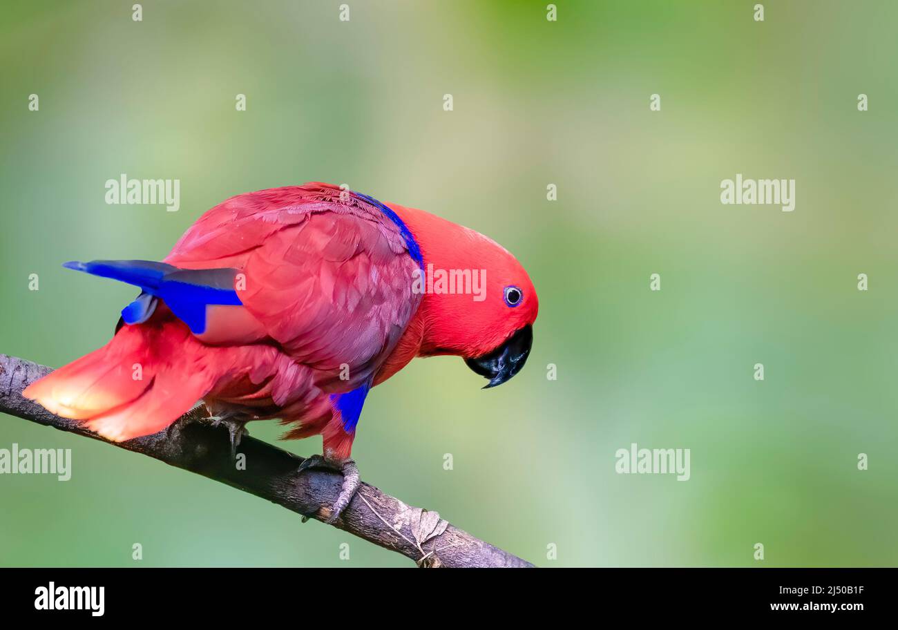 Electus roratus hi-res stock photography and images - Alamy