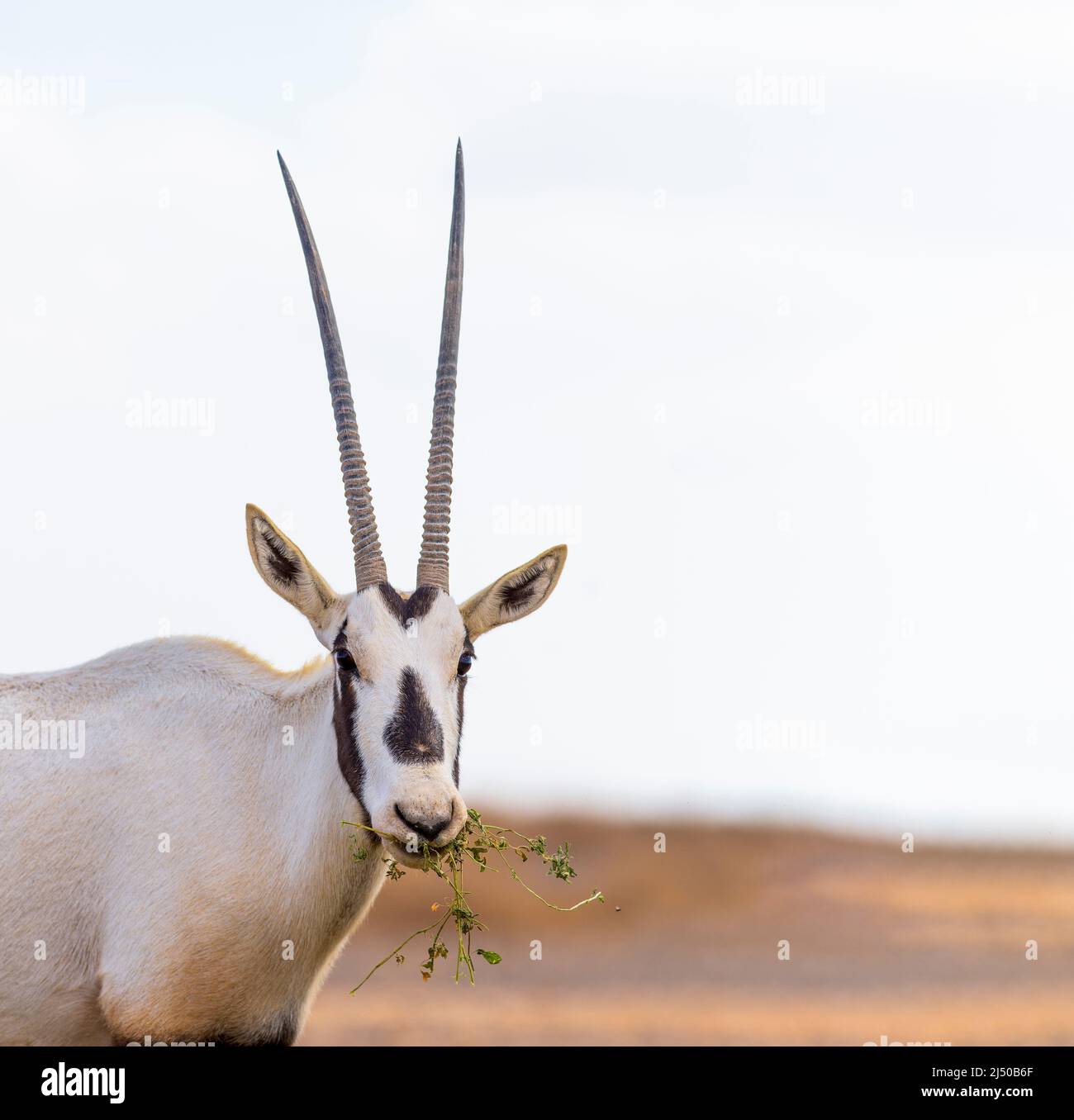 Arabian Oryx in the desert of Jordan Stock Photo - Alamy