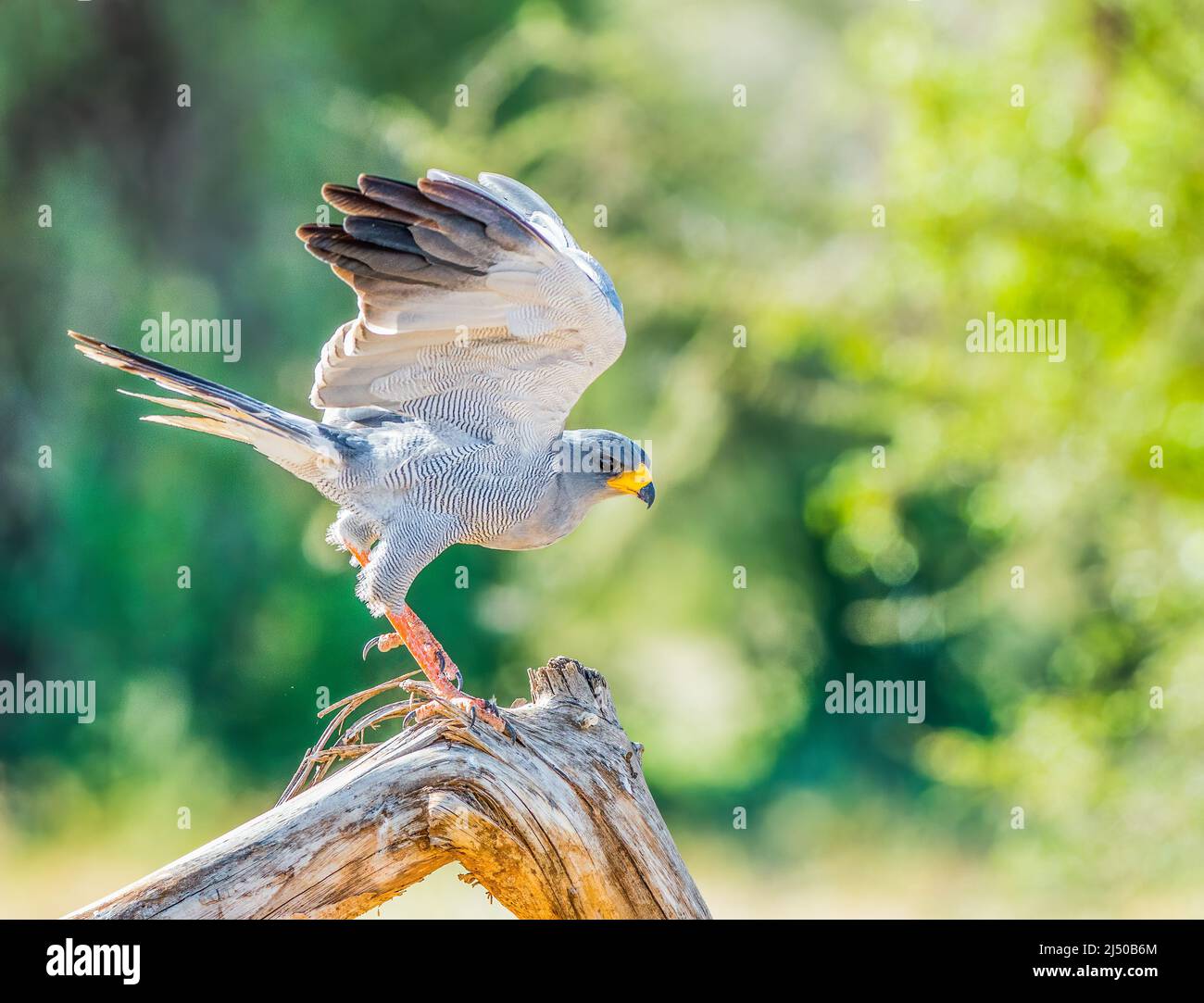Eastern Chanting Goshawk taking off from a dead tree Stock Photo - Alamy