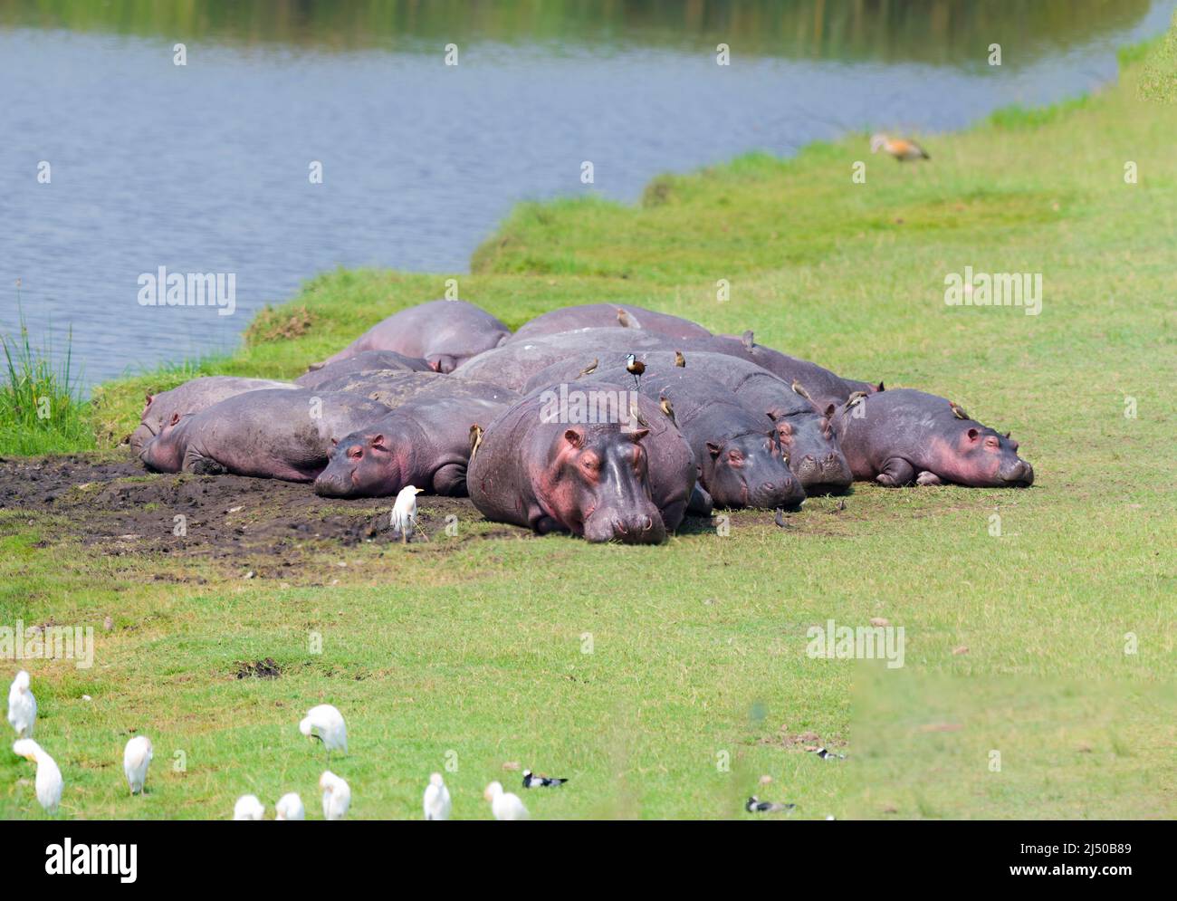 Hippo habitat loss hi-res stock photography and images - Alamy