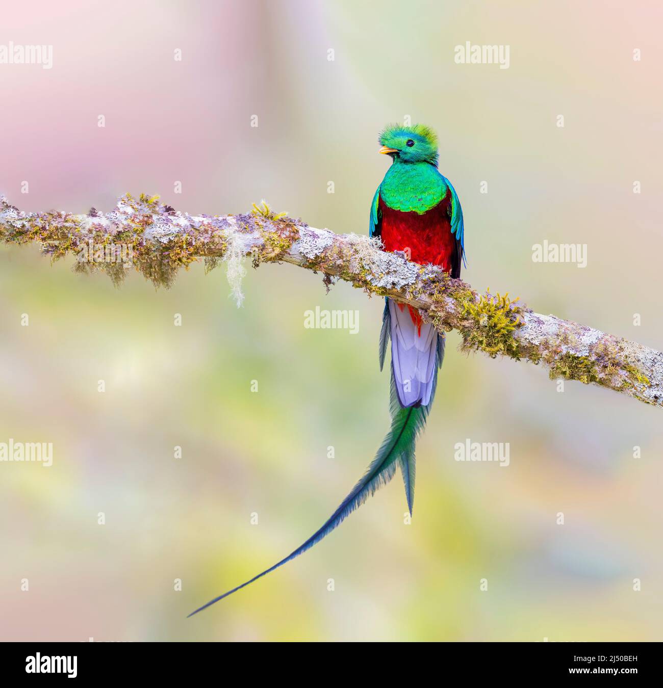 A beautiful Resplendent quetzal perched on a tree Stock Photo - Alamy
