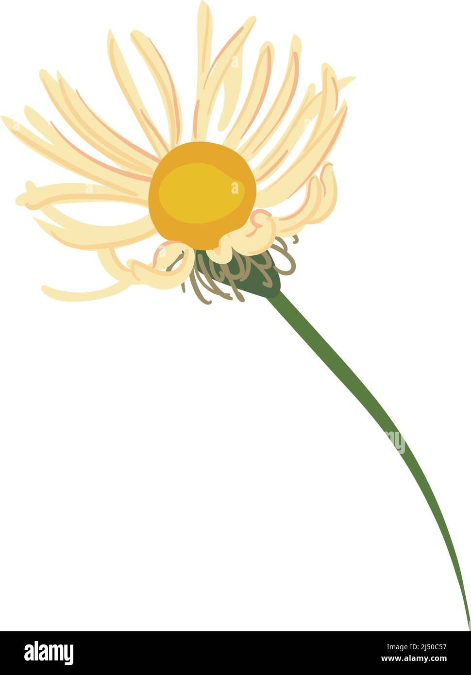 cute white flower Stock Vector Image & Art - Alamy