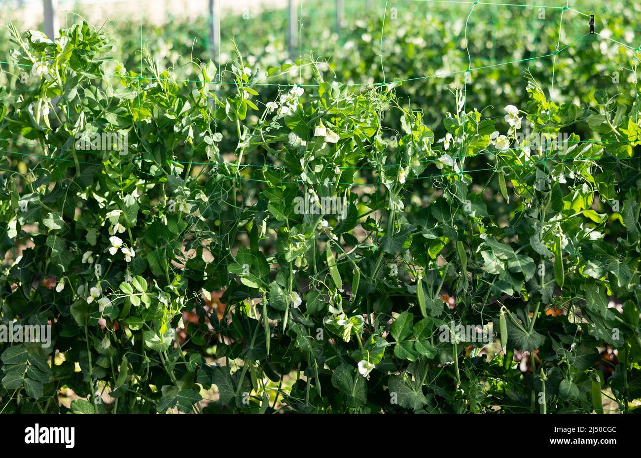Pea plant flower and fruit hi-res stock photography and images - Alamy