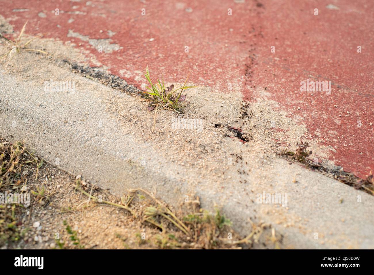 Pavement ant hi-res stock photography and images - Alamy