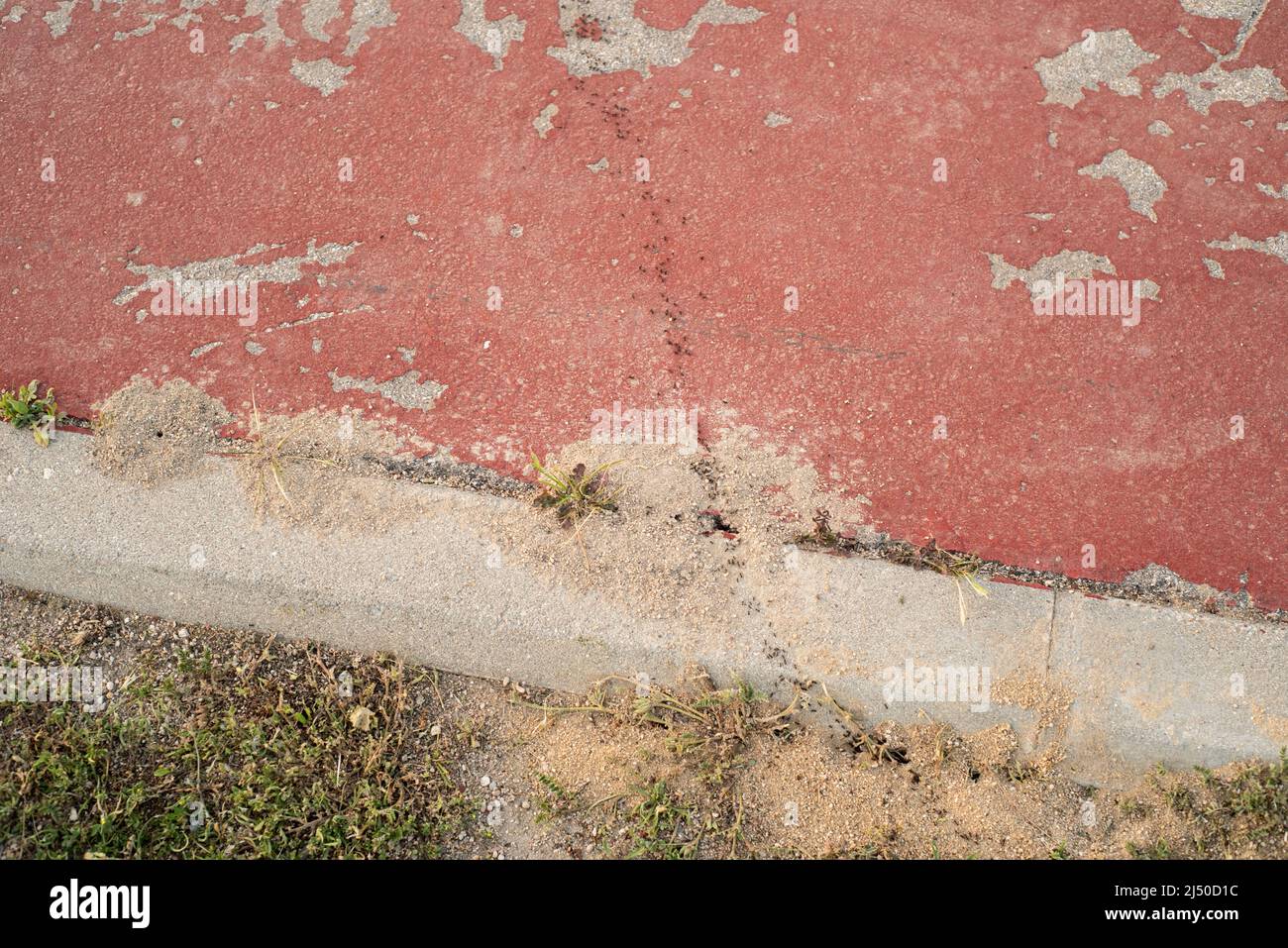ants on urban pavement Stock Photo - Alamy