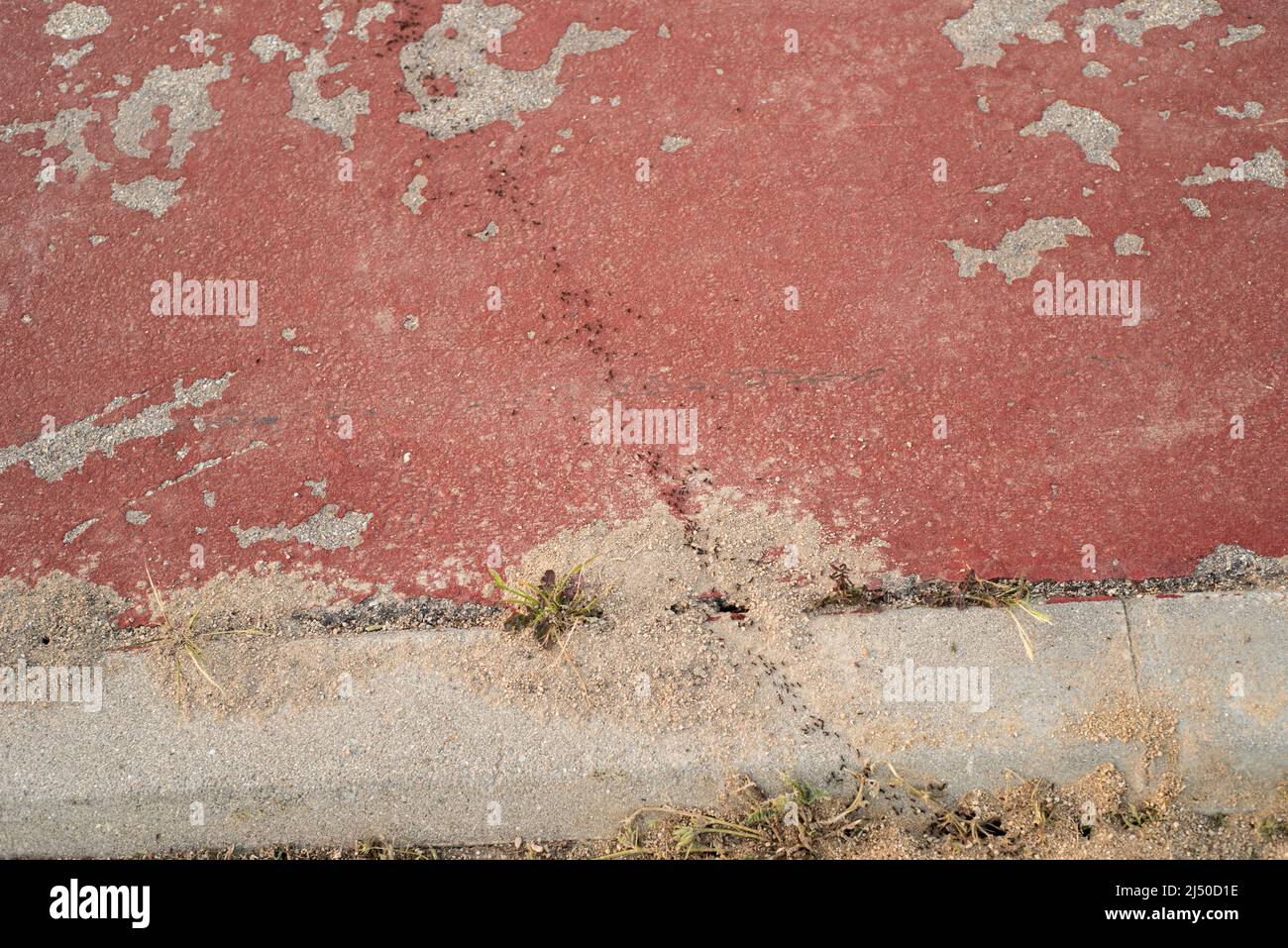 Pavement ant hi-res stock photography and images - Alamy