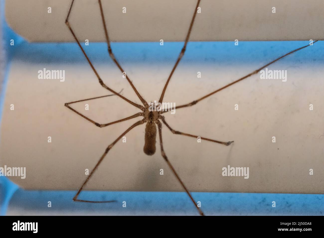 Brown bug insect macro hi-res stock photography and images - Alamy