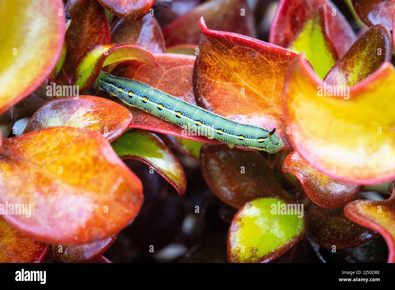 Caterpillar on a plant hi-res stock photography and images - Alamy