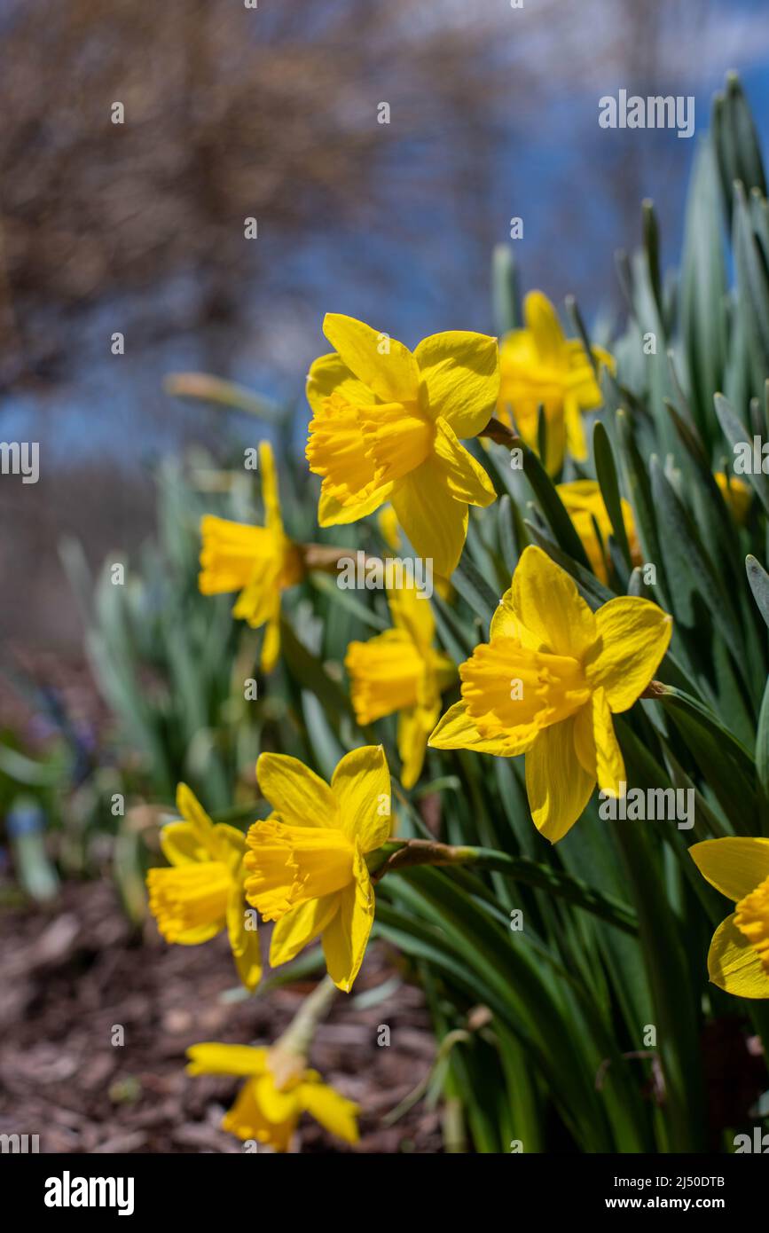 Daffodils pictured against a bright blue sky Stock Photo - Alamy