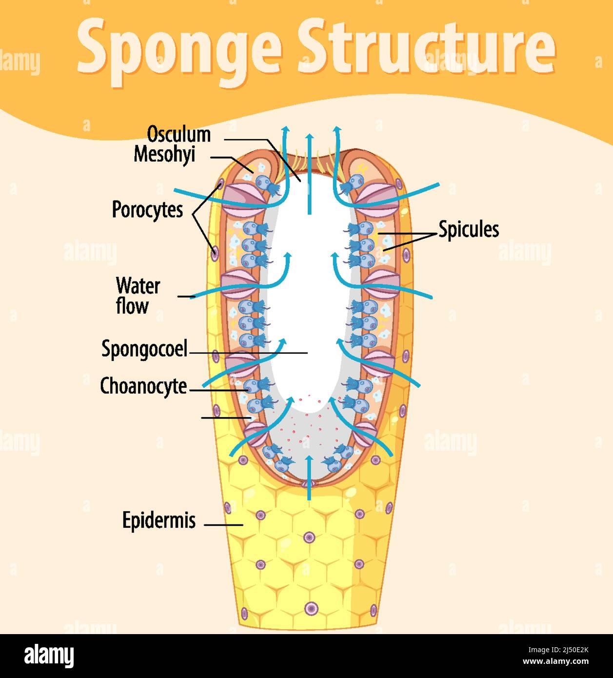 Diagram showing structure of sponge illustration Stock Vector Image ...
