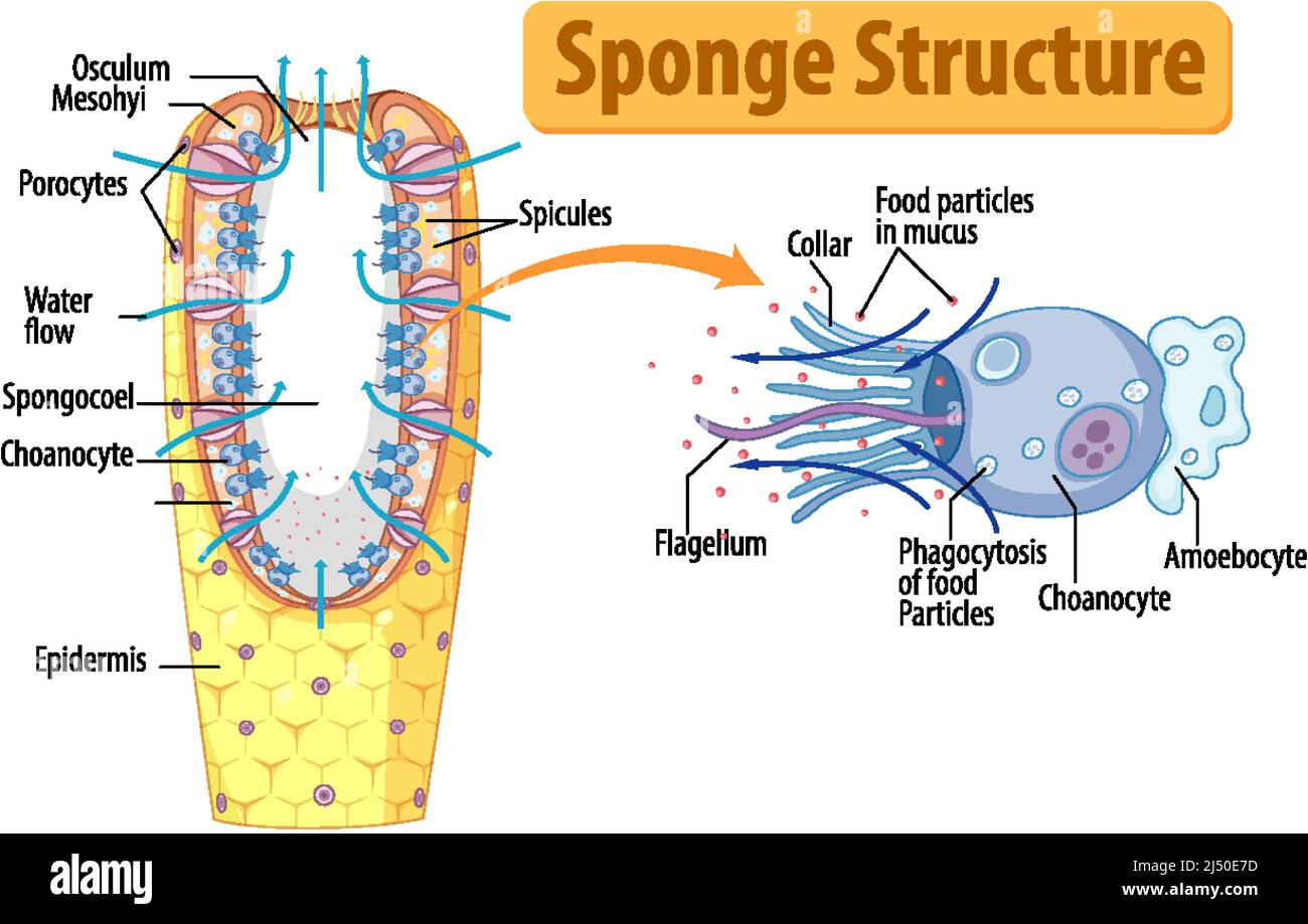 Diagram Showing Structure Of Sponge Illustration Stock Vector Image And Art Alamy