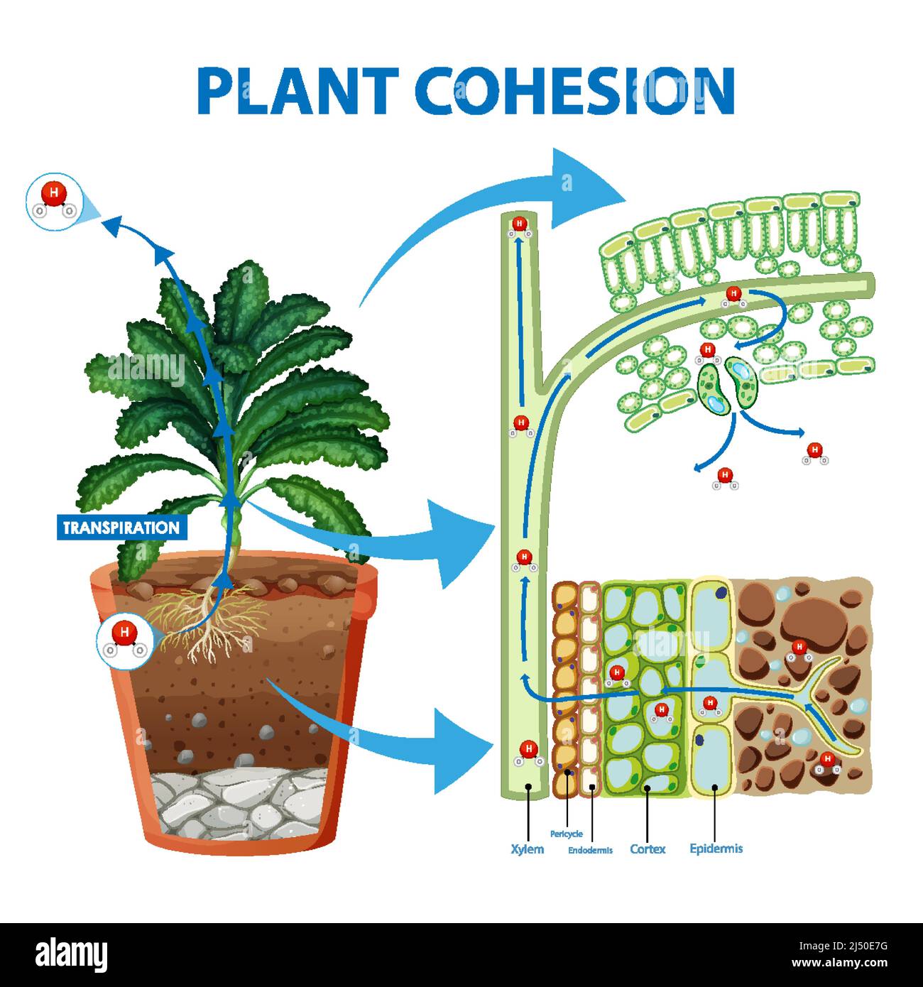 Digram showing the movement of water in plants illustration Stock ...