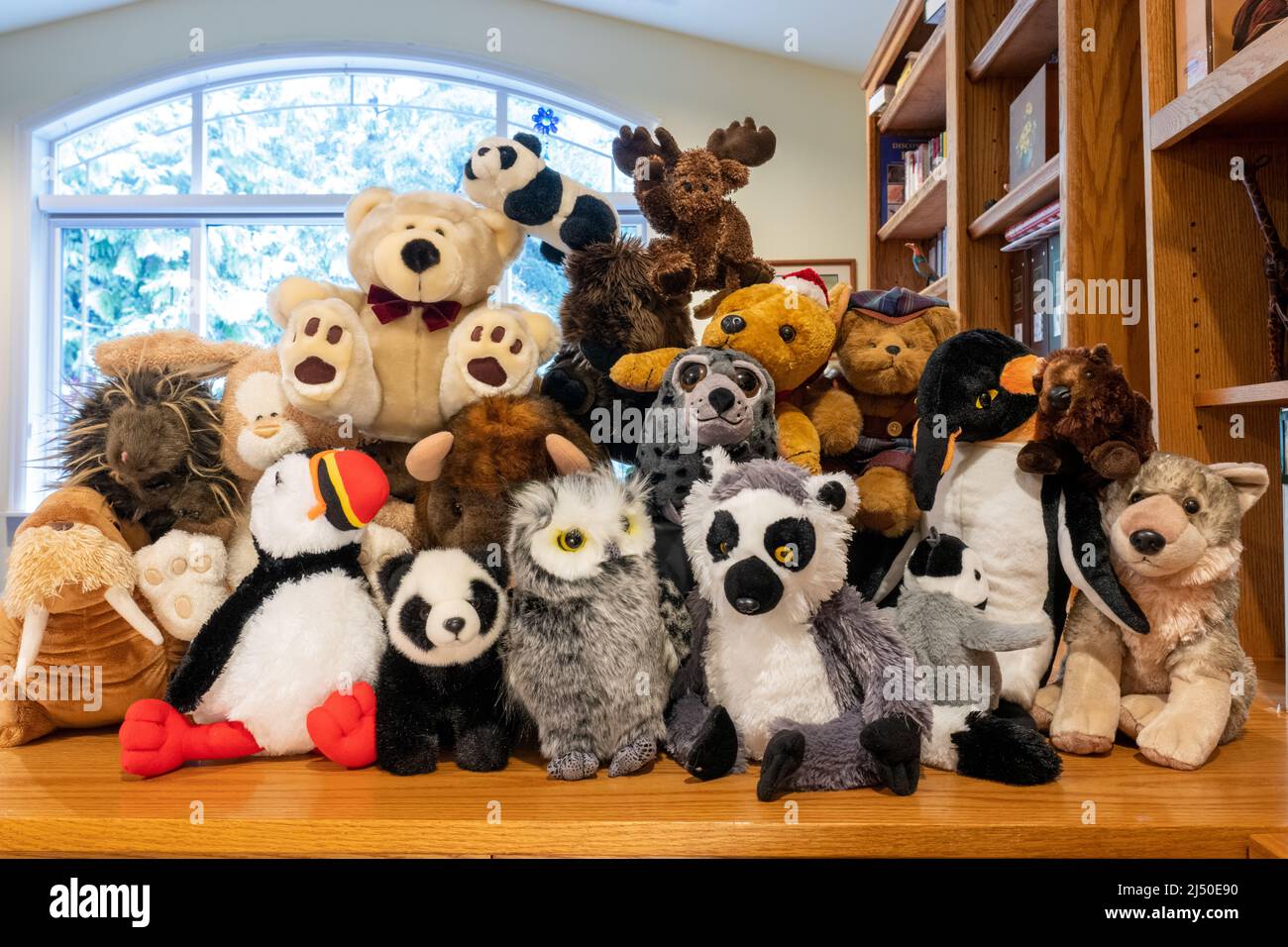 Gray wolf and bison hi-res stock photography and images - Alamy