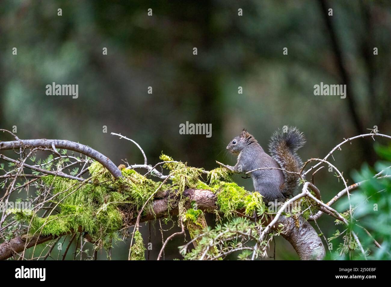 Issaquah, Washington, USA. Douglas Squirrel resting atop a tree trained ...