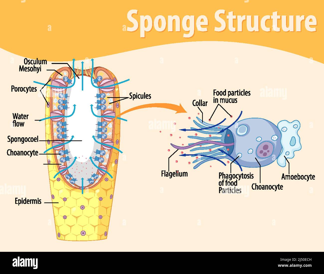 Diagram showing structure of sponge illustration Stock Vector Image ... Diagram showing structure of sponge illustration Stock Vector Image ...