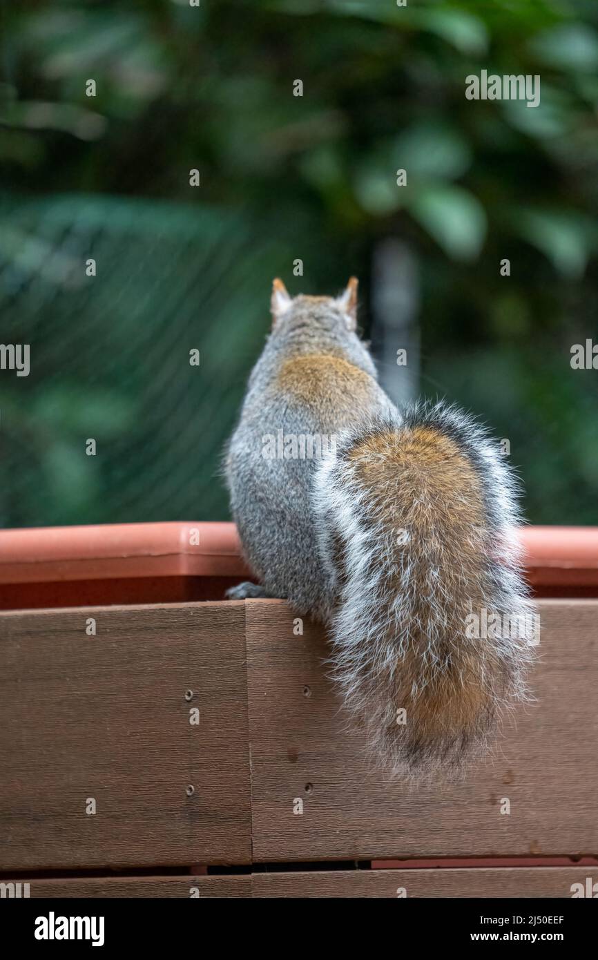Issaquah, Washington, USA. Rear view of the fluffy tail of a Western ...