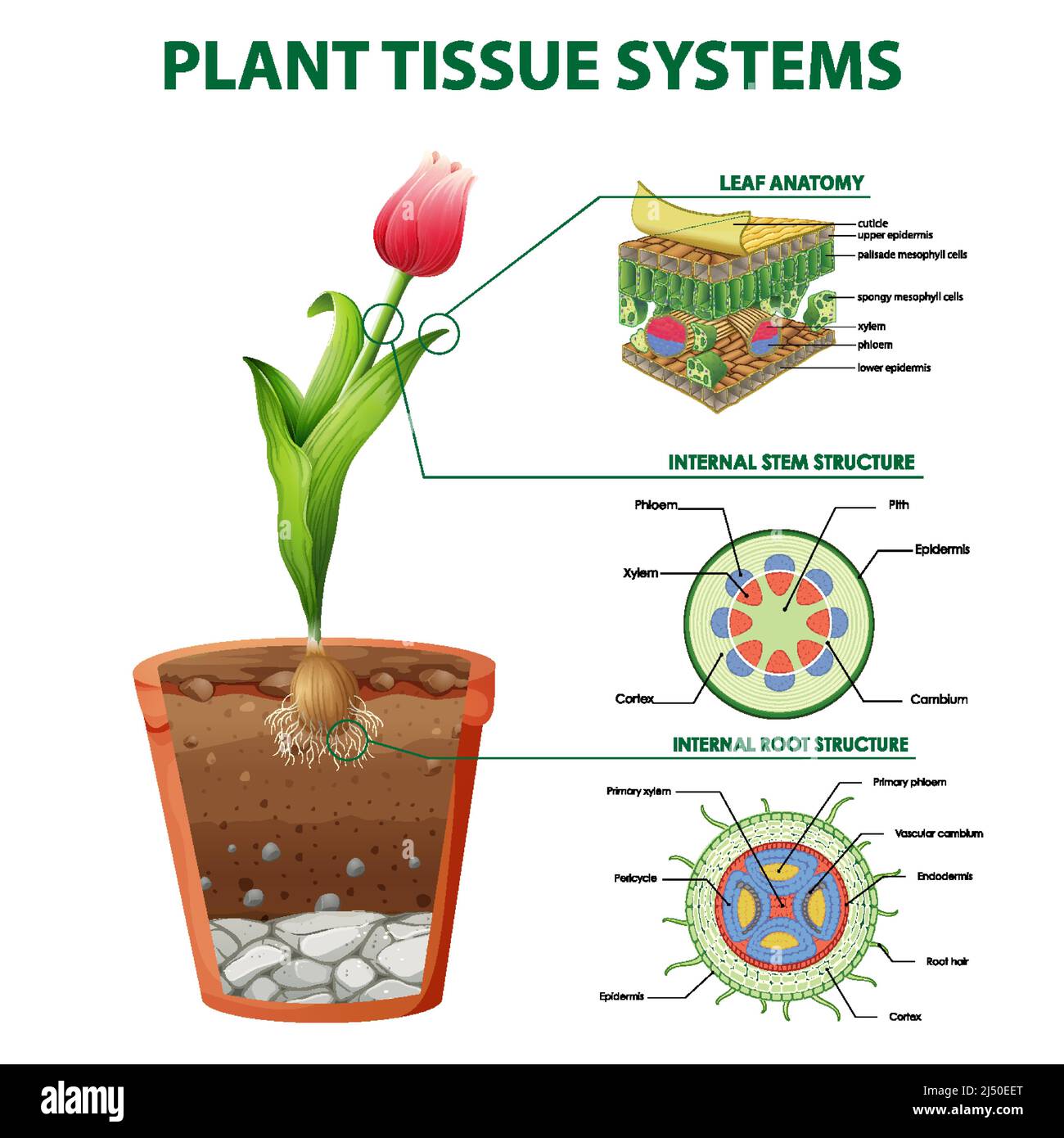 Diagram showing plant tissue systems illustration Stock Vector Image ...