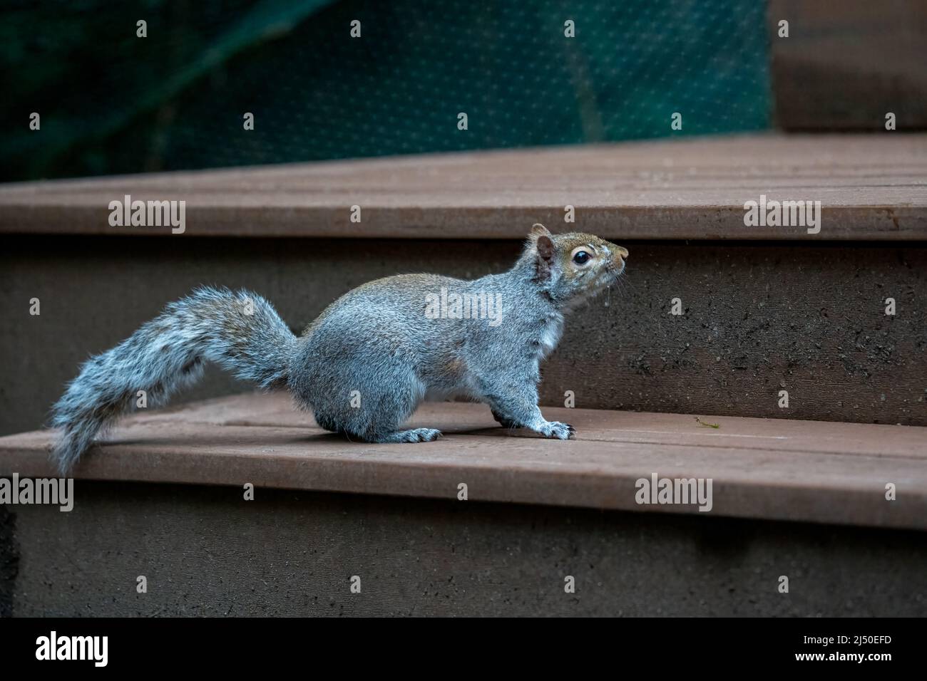 Issaquah, Washington, USA. Western Grey Squirrel standing on a step to ...