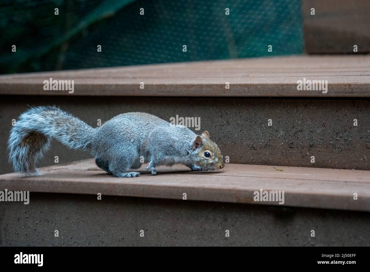 Oregon grey squirrel hi-res stock photography and images - Alamy
