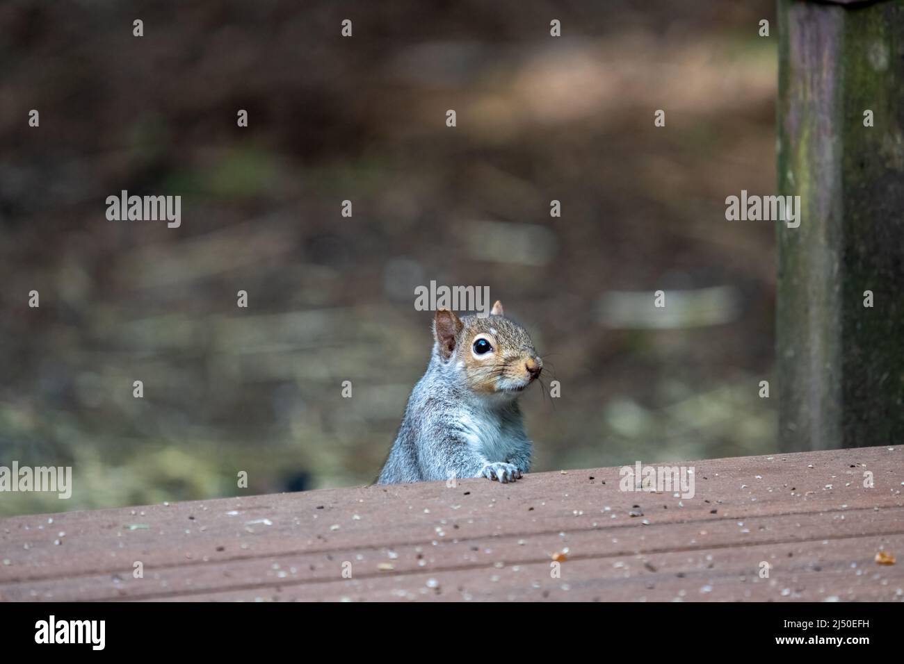 Oregon grey squirrel hi-res stock photography and images - Alamy