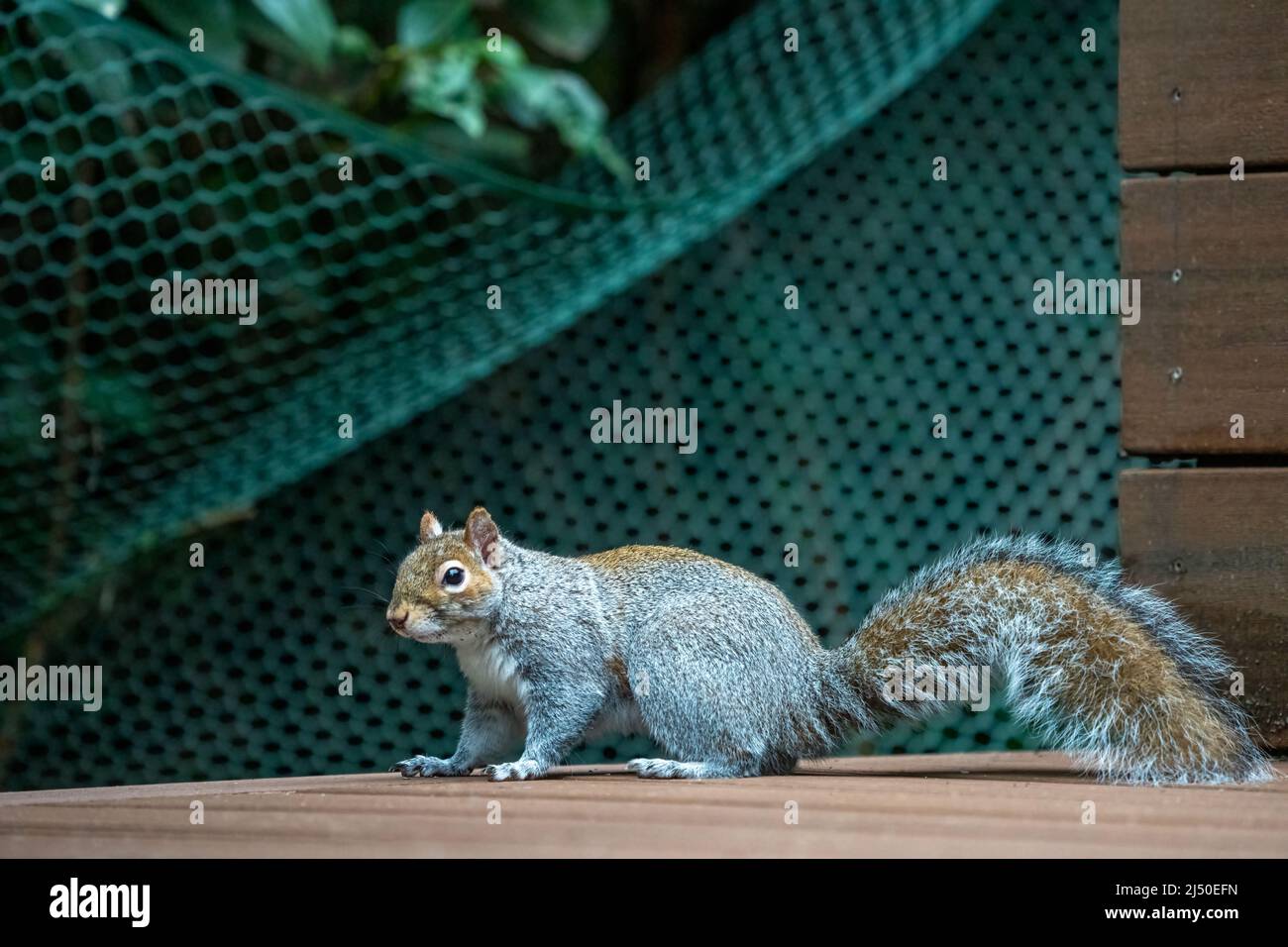 Silver gray squirrel hi-res stock photography and images - Alamy