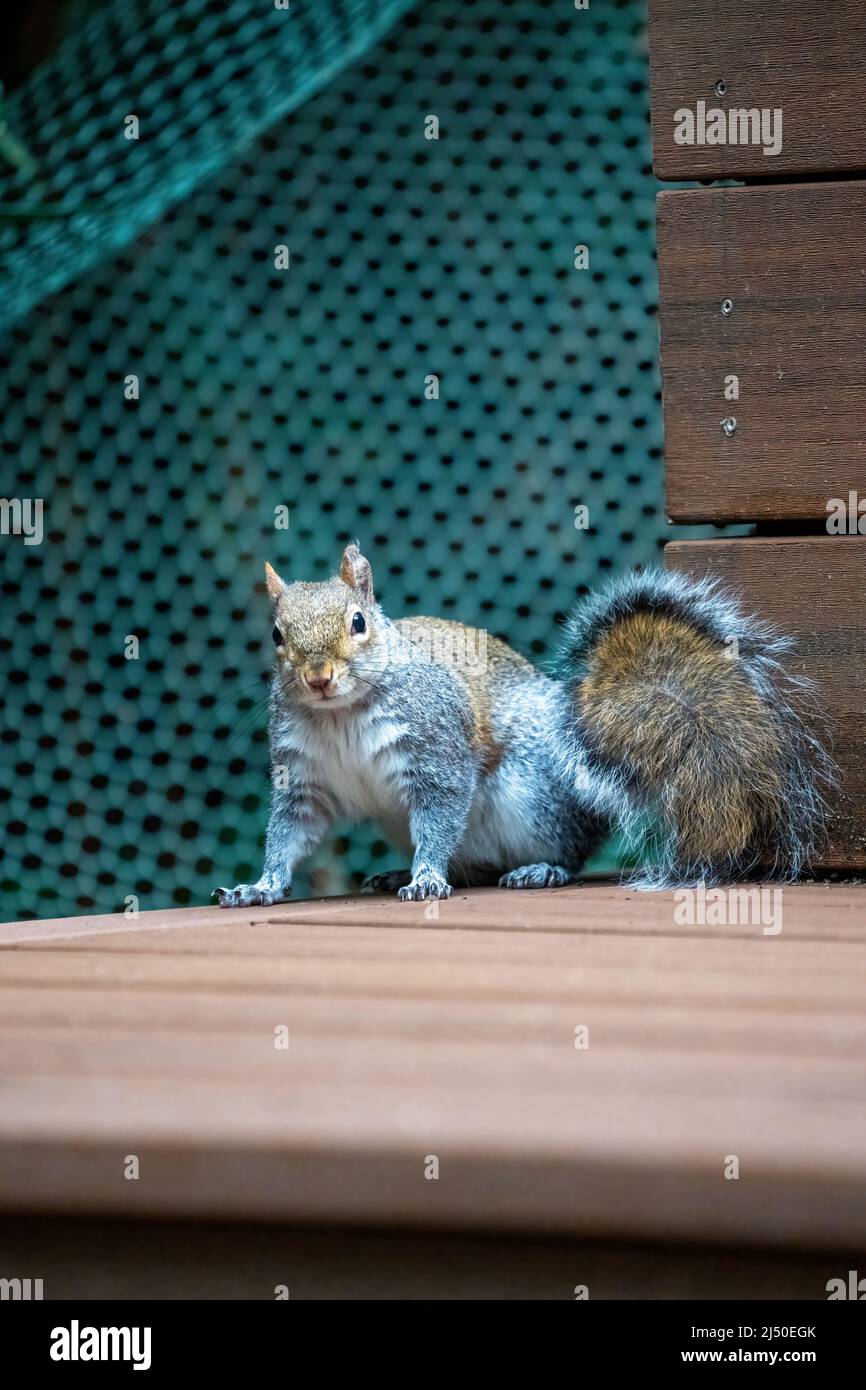 Silver gray squirrel hi-res stock photography and images - Alamy