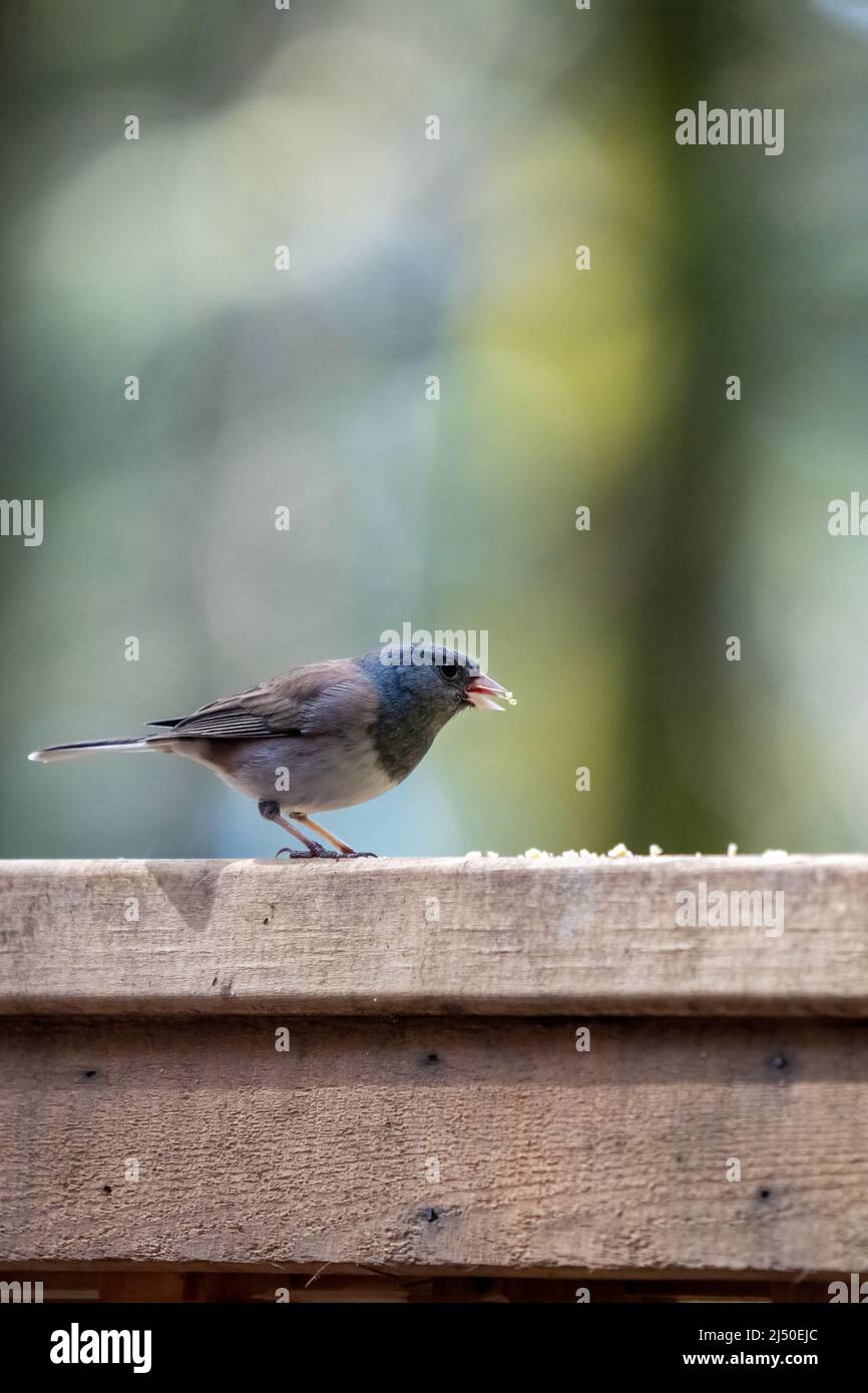 Issaquah, Washington, USA. Female Dark-eyed Junco eating dropped suet ...