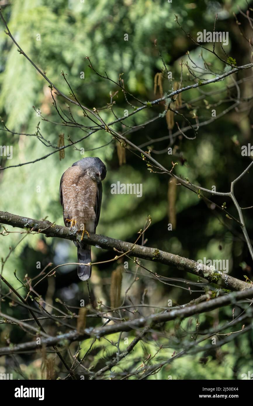 Issaquah, Washington, USA. Coopers Hawk in a tree in springtime Stock ...